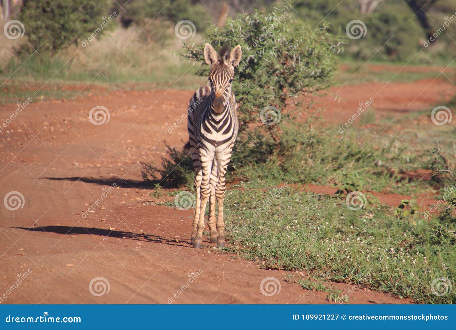 Photography Of Zebra On Road Picture. Image: 109921227