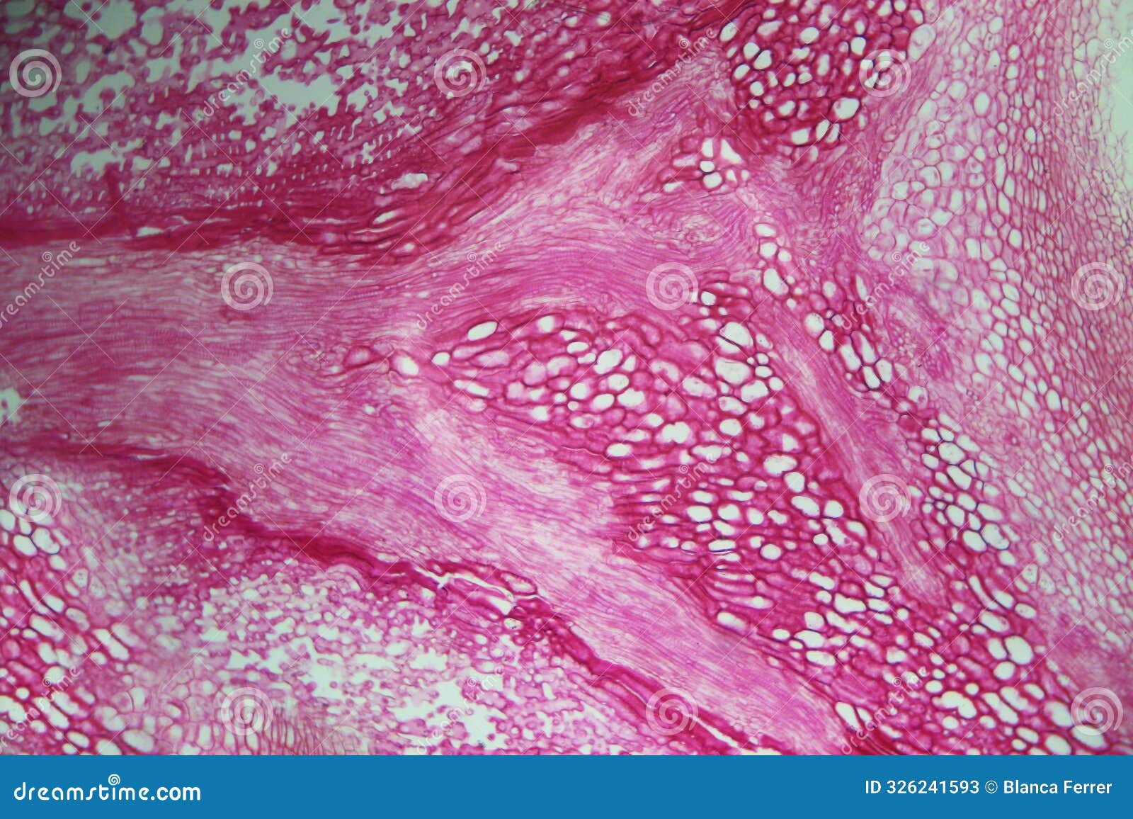 A Stem of Corn Under the Microscope Stock Image - Image of enlarge ...