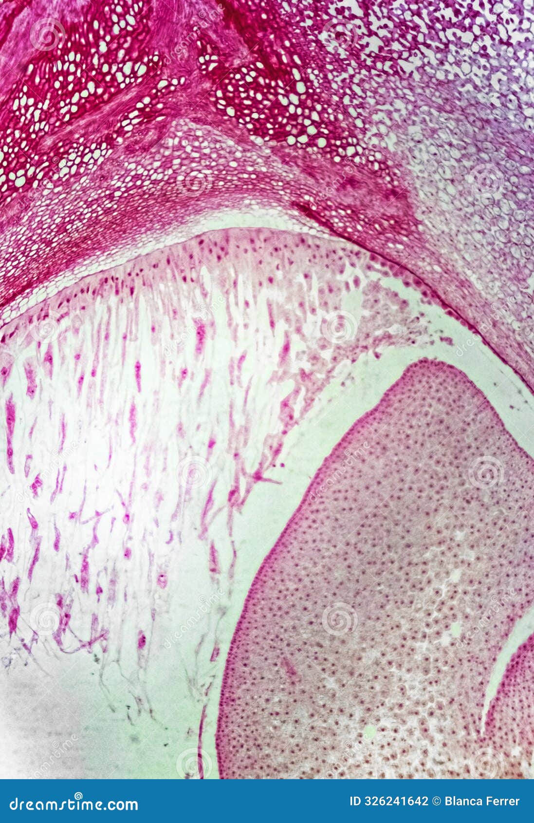 A Stem of Corn Under the Microscope Stock Photo - Image of ...