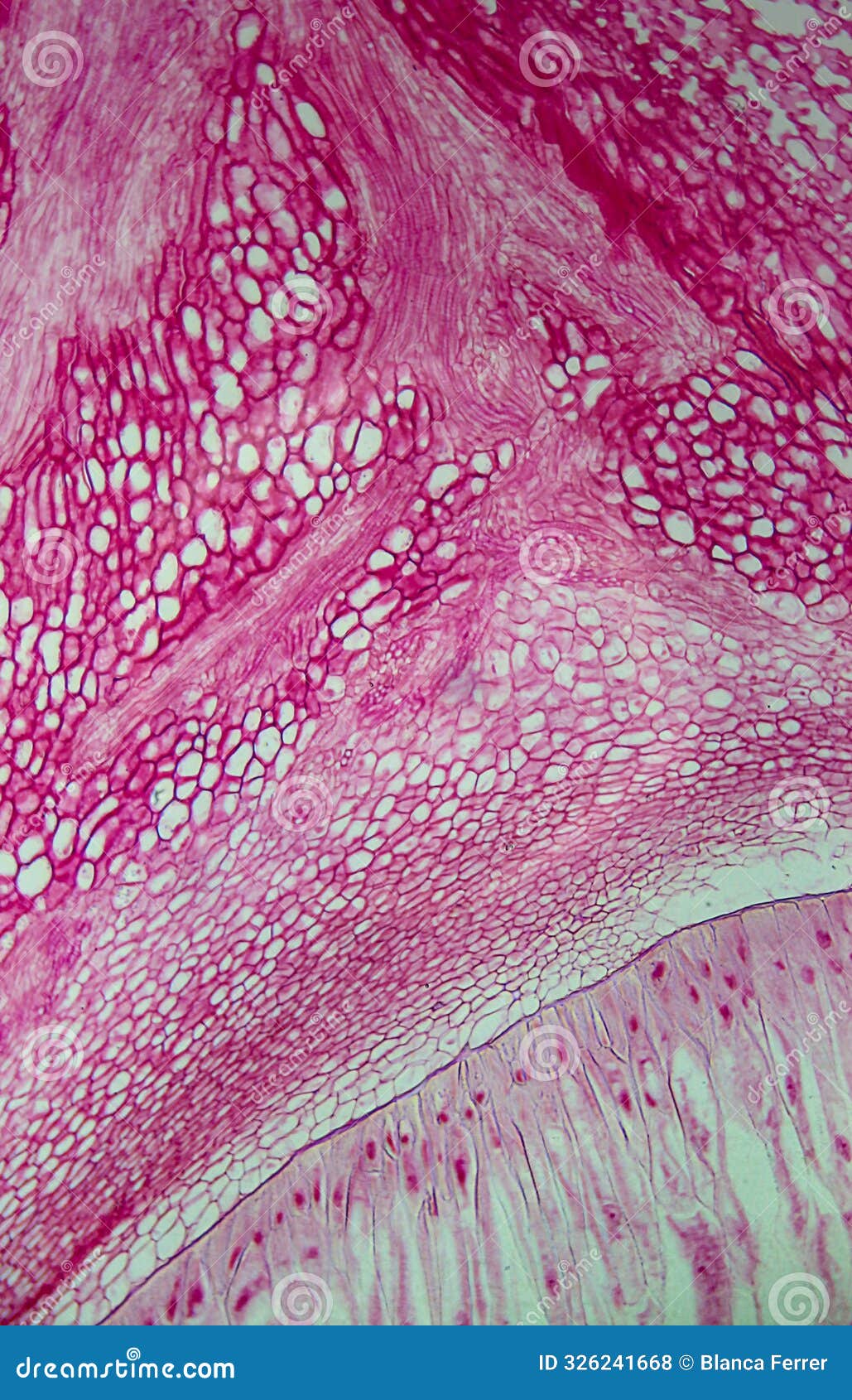 A Stem of Corn Under the Microscope Stock Photo - Image of ...