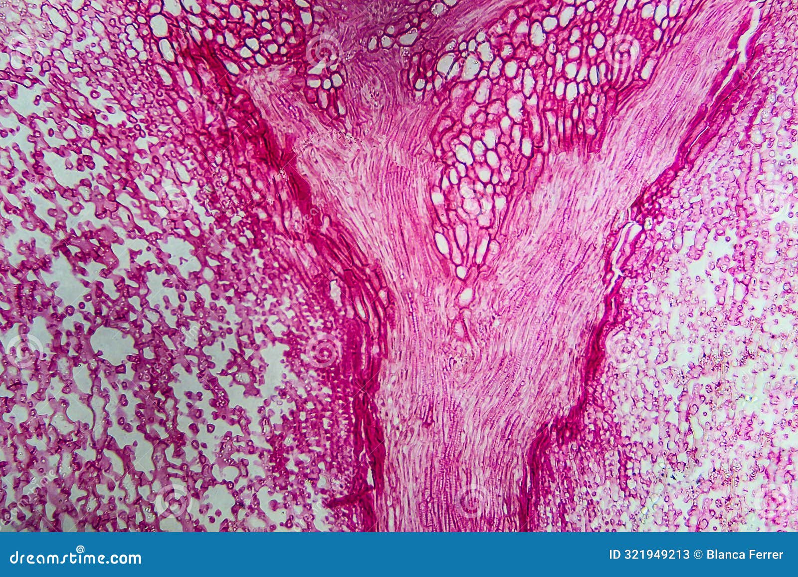 Seed of Corn Under the Microscope Magnified 100X Stock Image - Image of ...