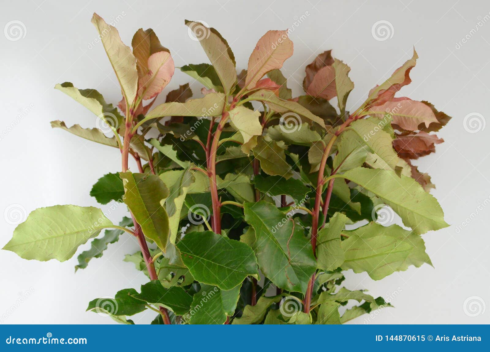 Photonia Leaves on White Background Stock Image - Image of nature ...