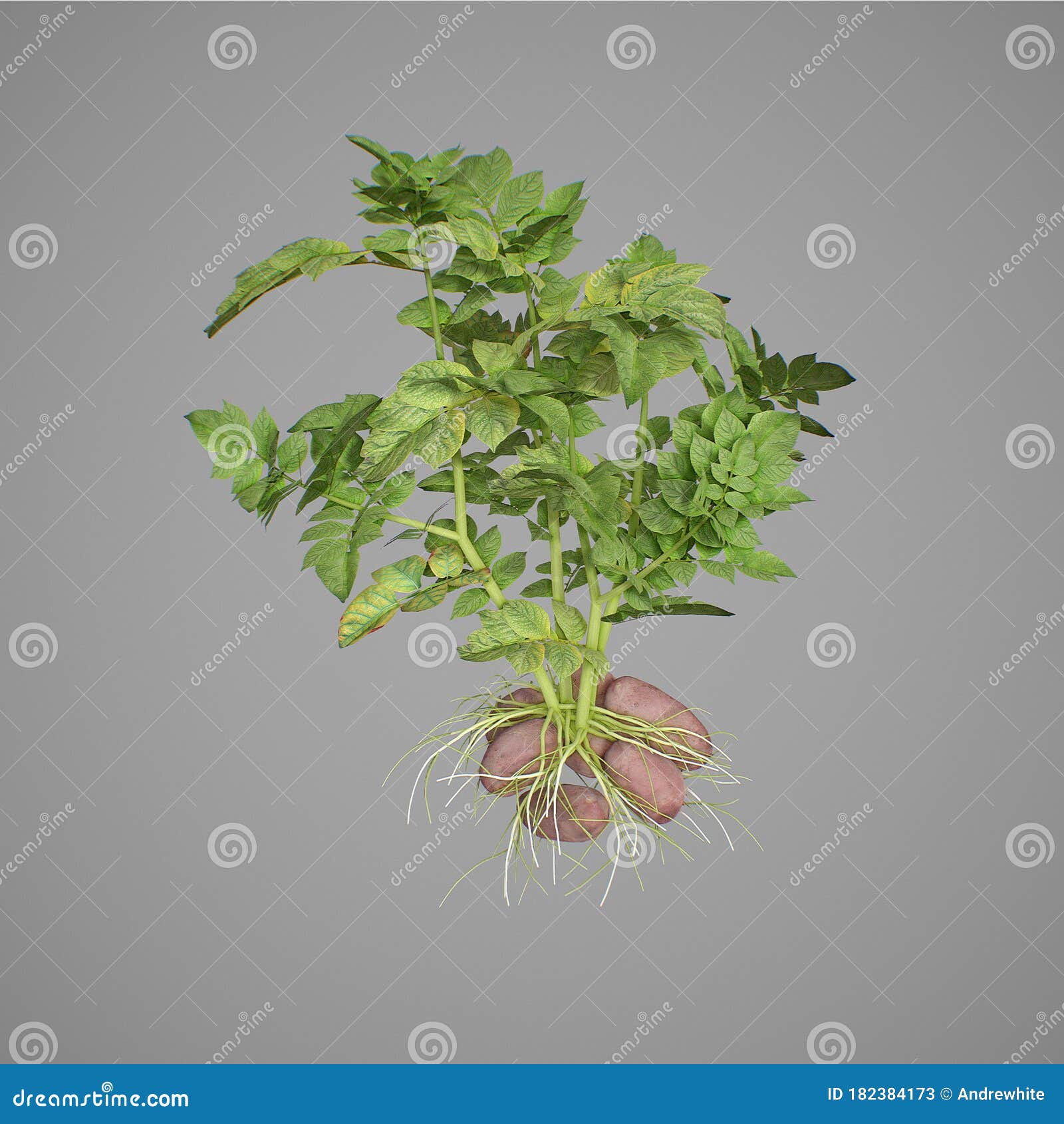 Potato tuber stock illustration. Illustration of plant - 182384173