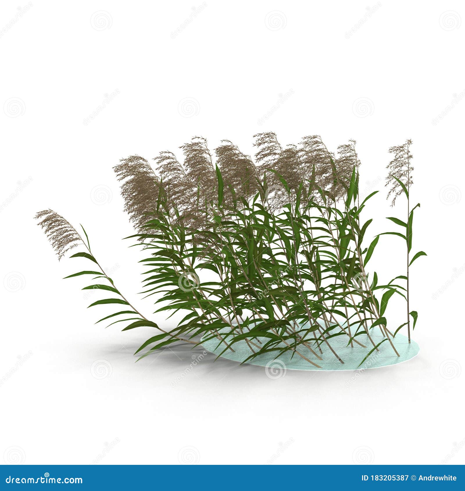 Reeds stock illustration. Illustration of environment - 183205387
