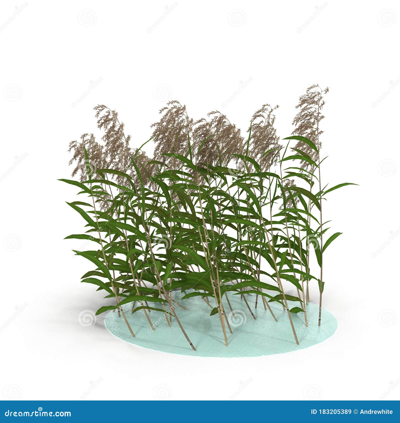 Reeds stock illustration. Illustration of grass, weed - 183205389