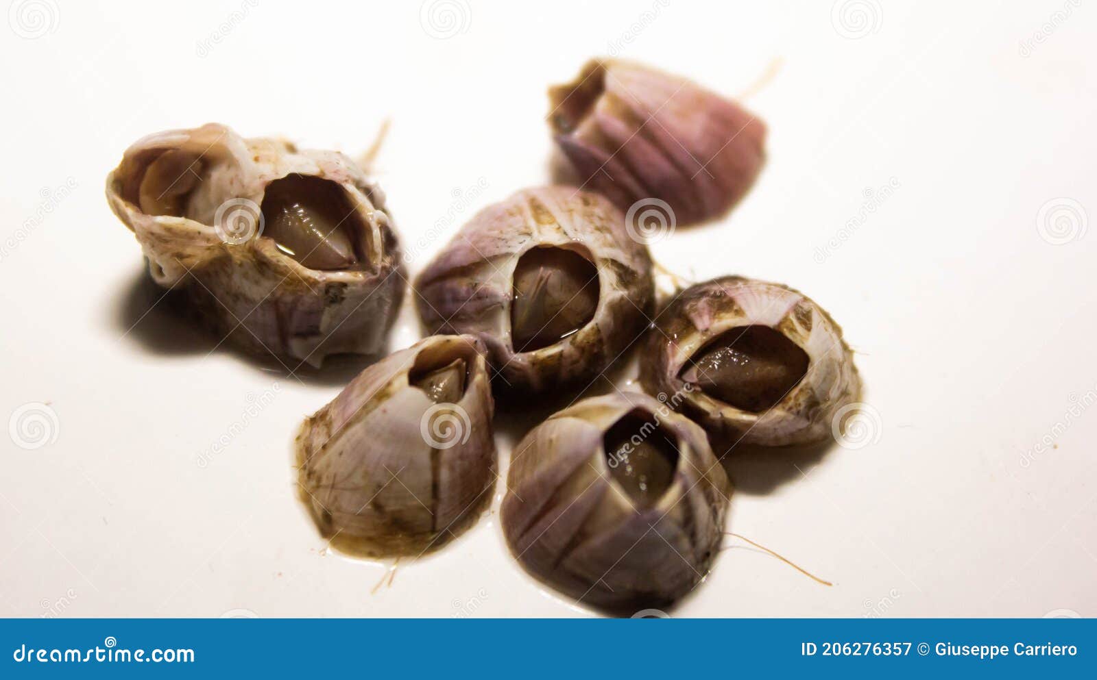 Photos of Barnacles, they are Also Called `dog Teeth` because of Their ...