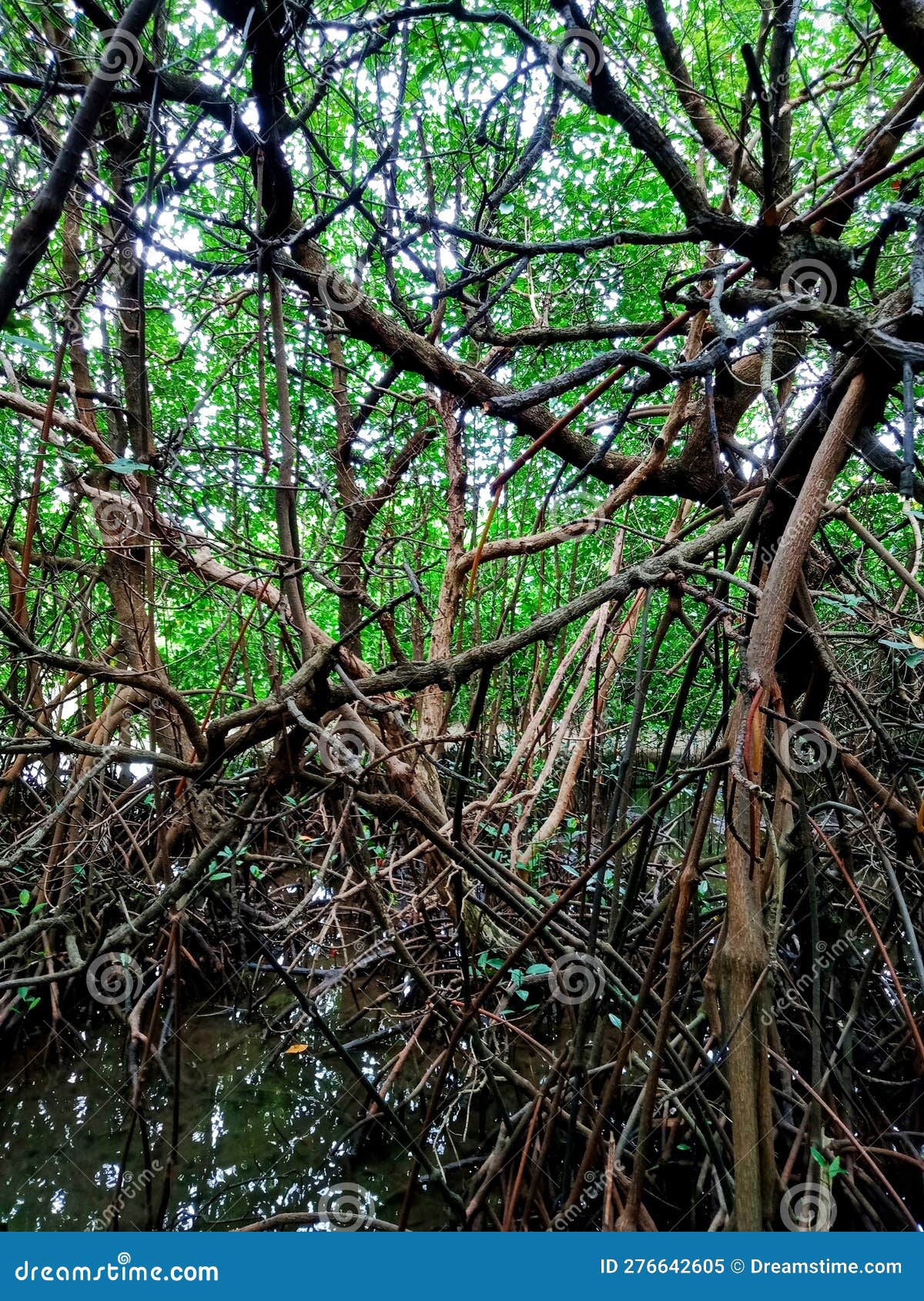 Photos of Beautiful and Attractive Mangrove Branches Stock Image ...