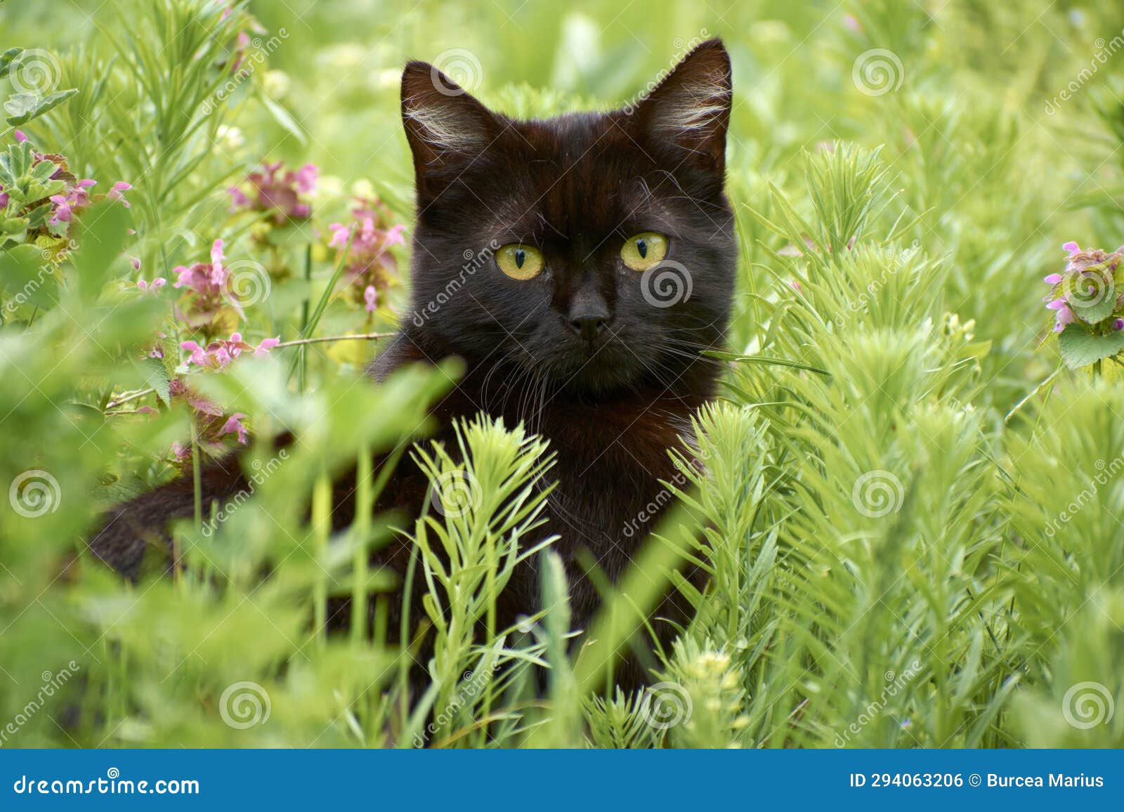 Photos of Beautiful Cats in the Garden 18 Stock Photo - Image of ...