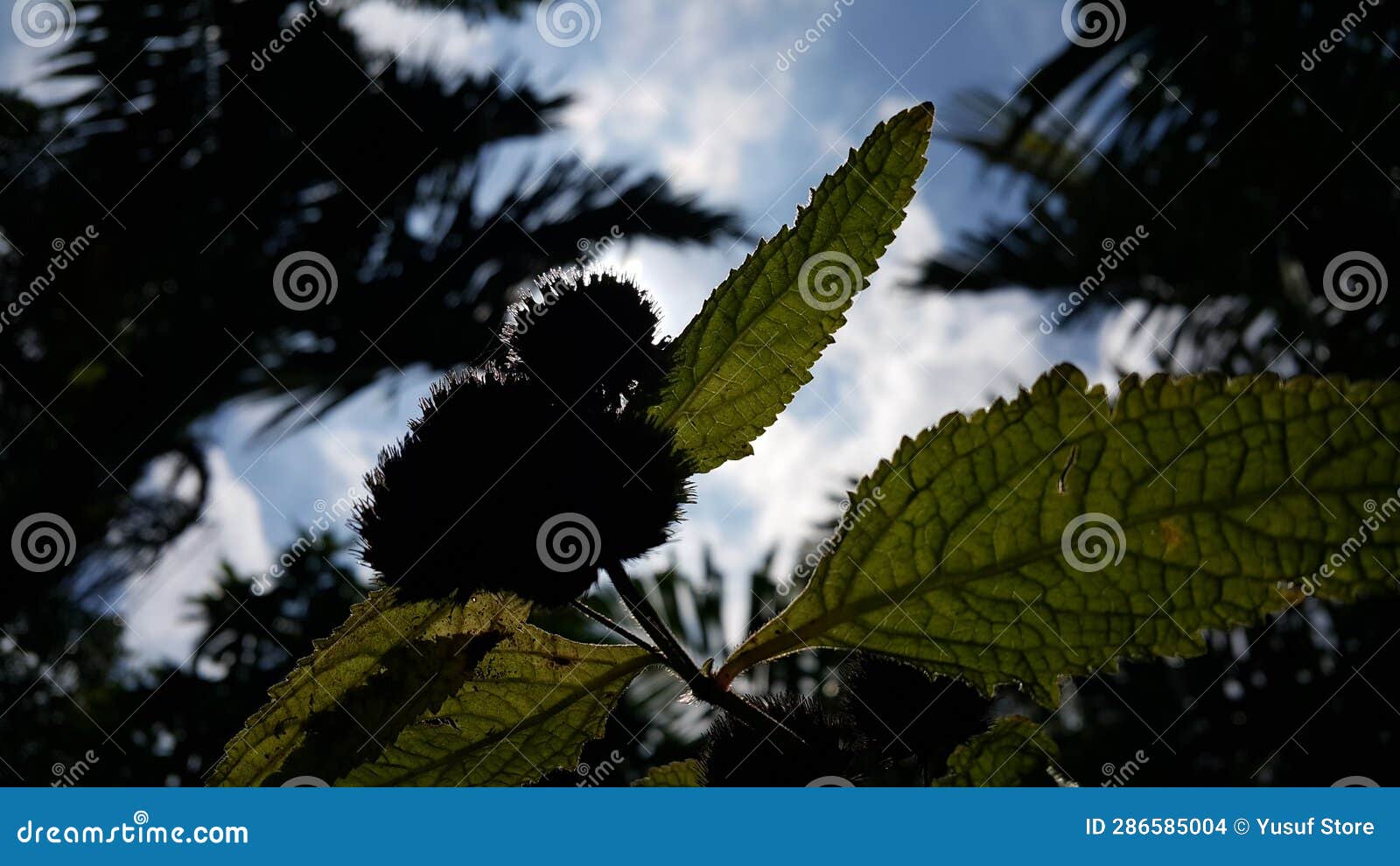 Photos of Beautiful and Cool Scenery Stock Photo - Image of beautiful ...