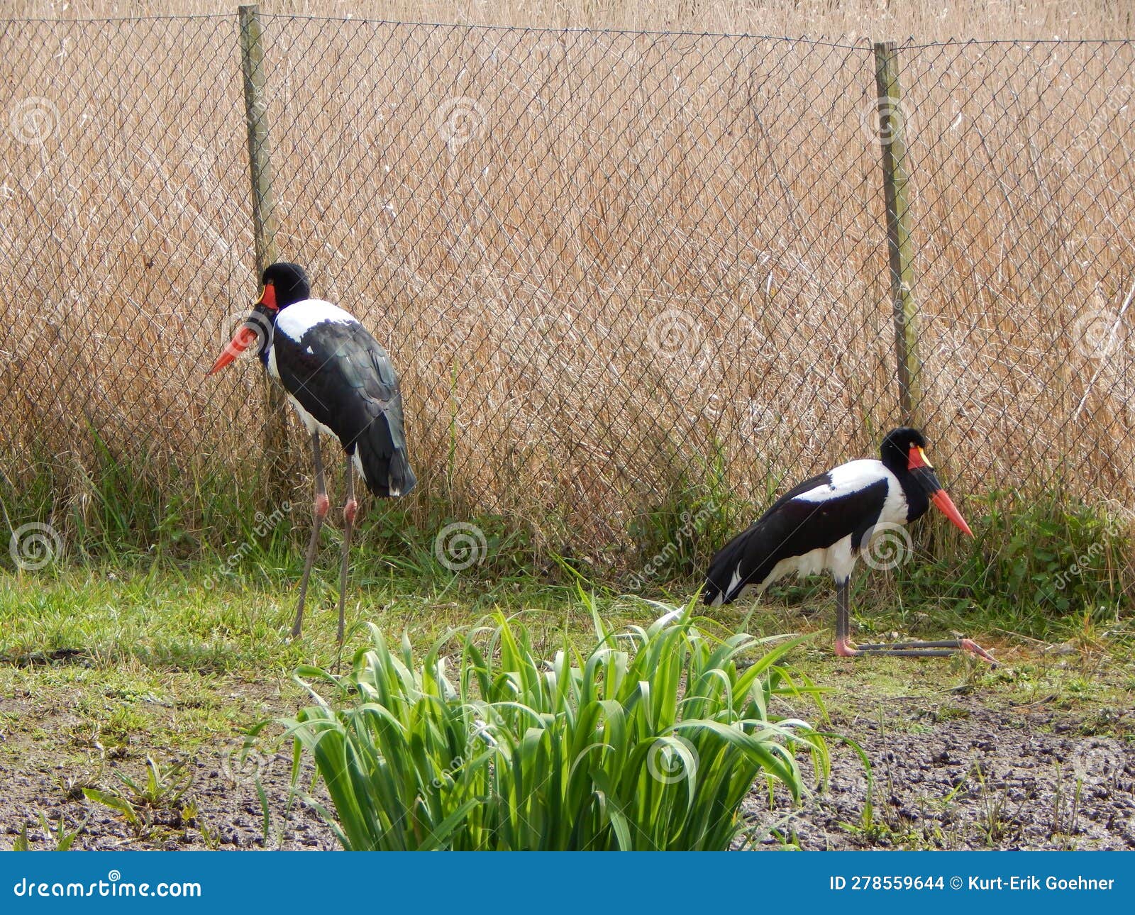 Photos of birds in Germany stock photo. Image of wildlife - 278559644