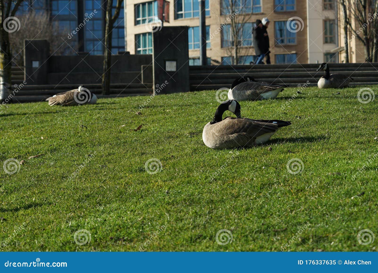 Spring is in the air! stock image. Image of bird, feeding - 176337635