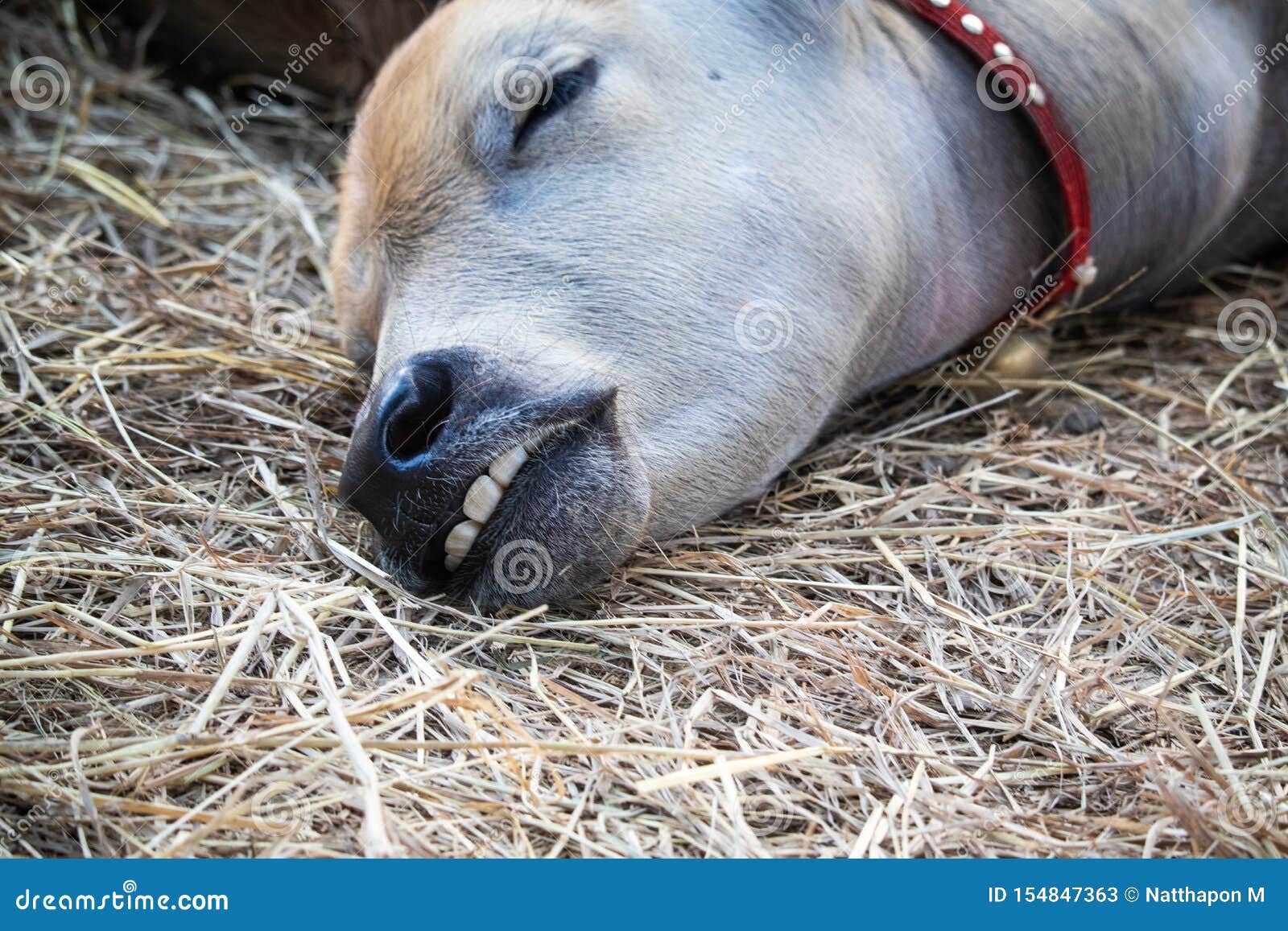 Photos of Close-up Teeth of Sleeping Buffalo Stock Image - Image of ...