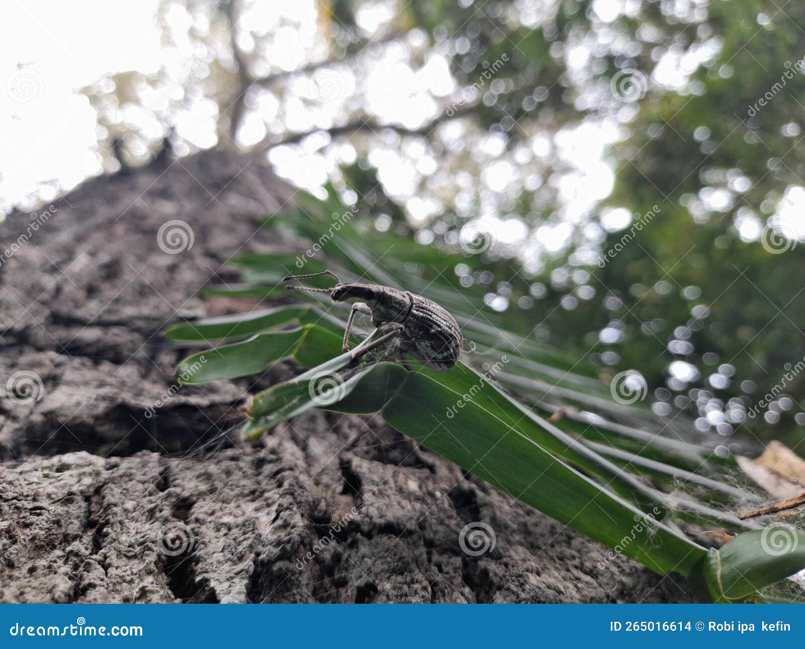 Photos D'insectes Dans Un Arbre Photo stock - Image du insecte, faune ...