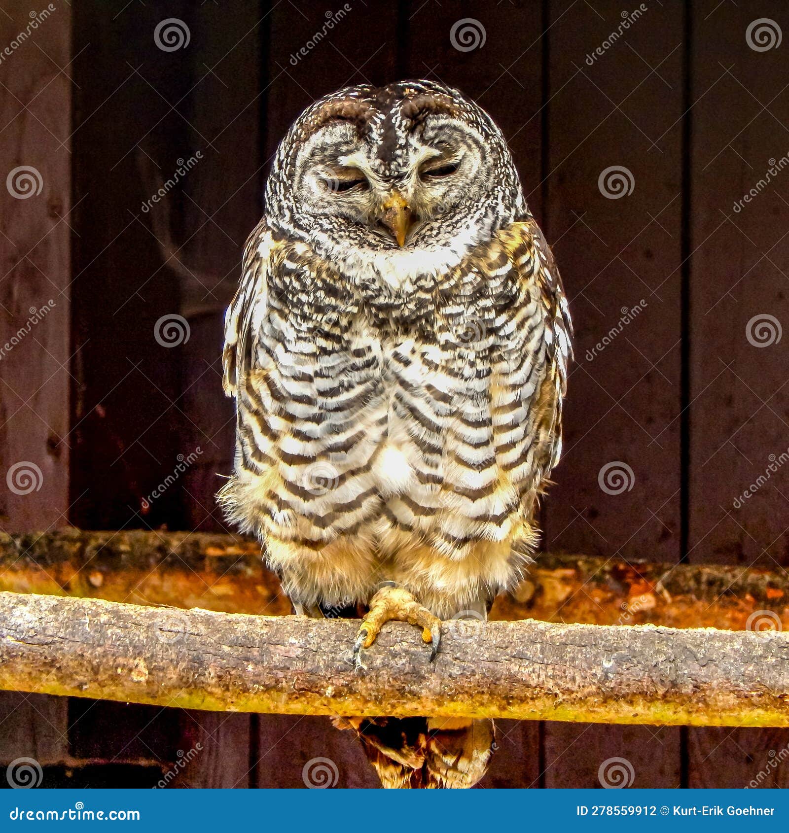 Photos d'oiseaux de proie photo stock. Image du hibou - 278559912