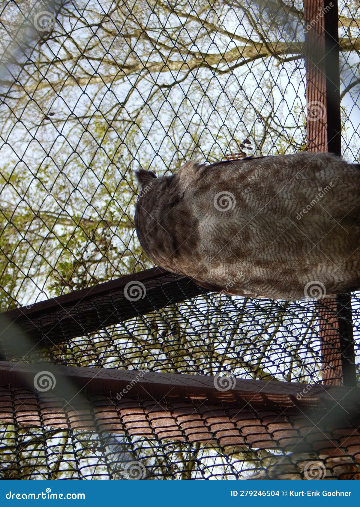 Photos D'oiseaux De Proie Dans Le Parc Des Oiseaux Photo stock - Image ...