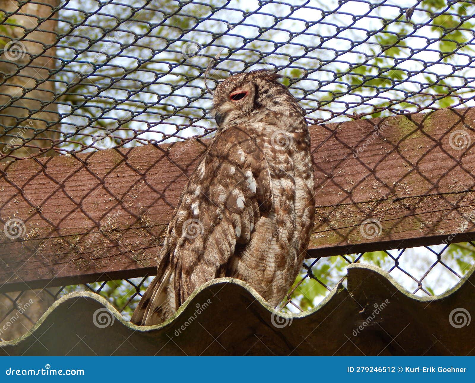 Photos D'oiseaux De Proie Dans Le Parc Des Oiseaux Photo stock - Image ...