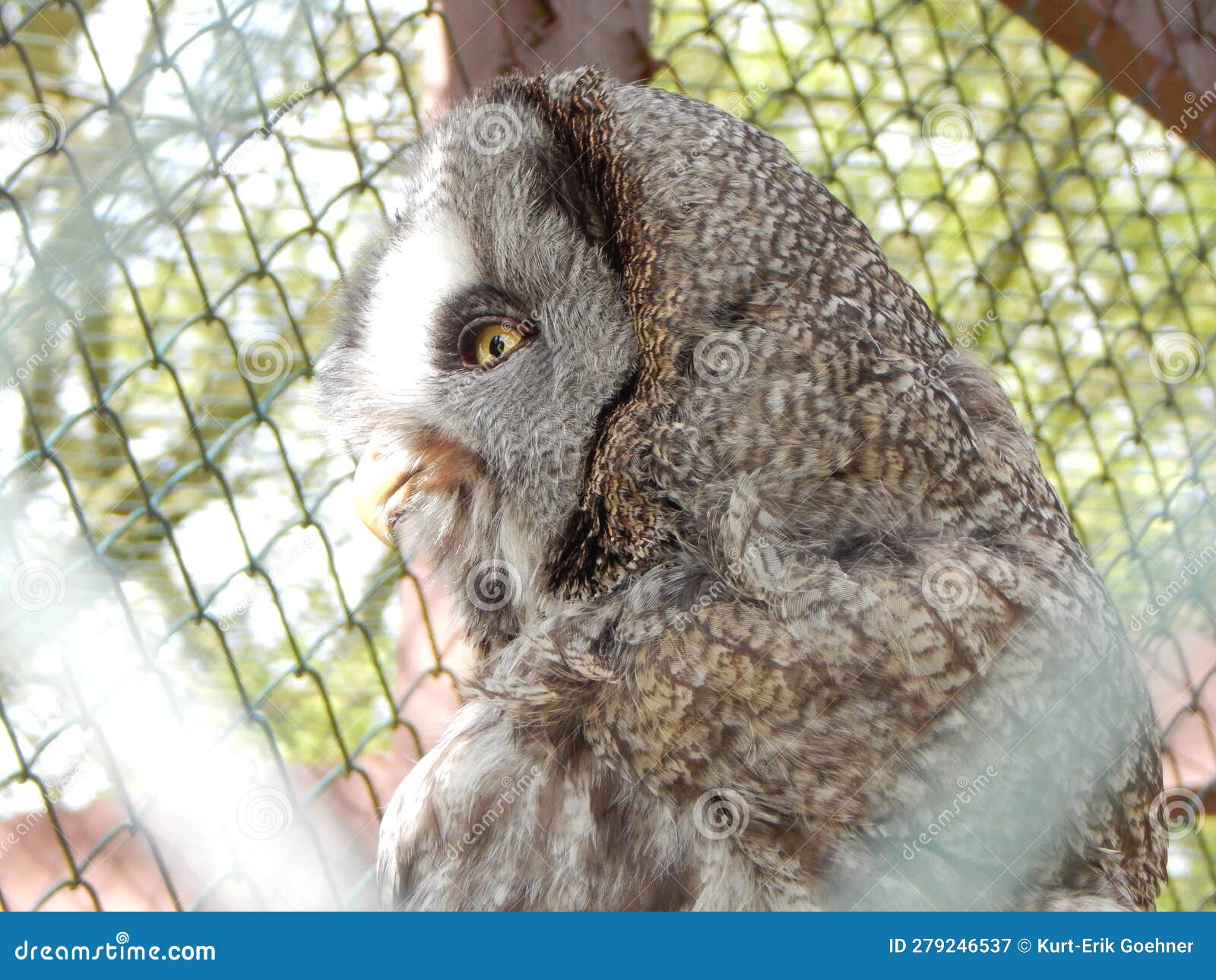 Photos D'oiseaux De Proie Dans Le Parc Des Oiseaux Image stock - Image ...