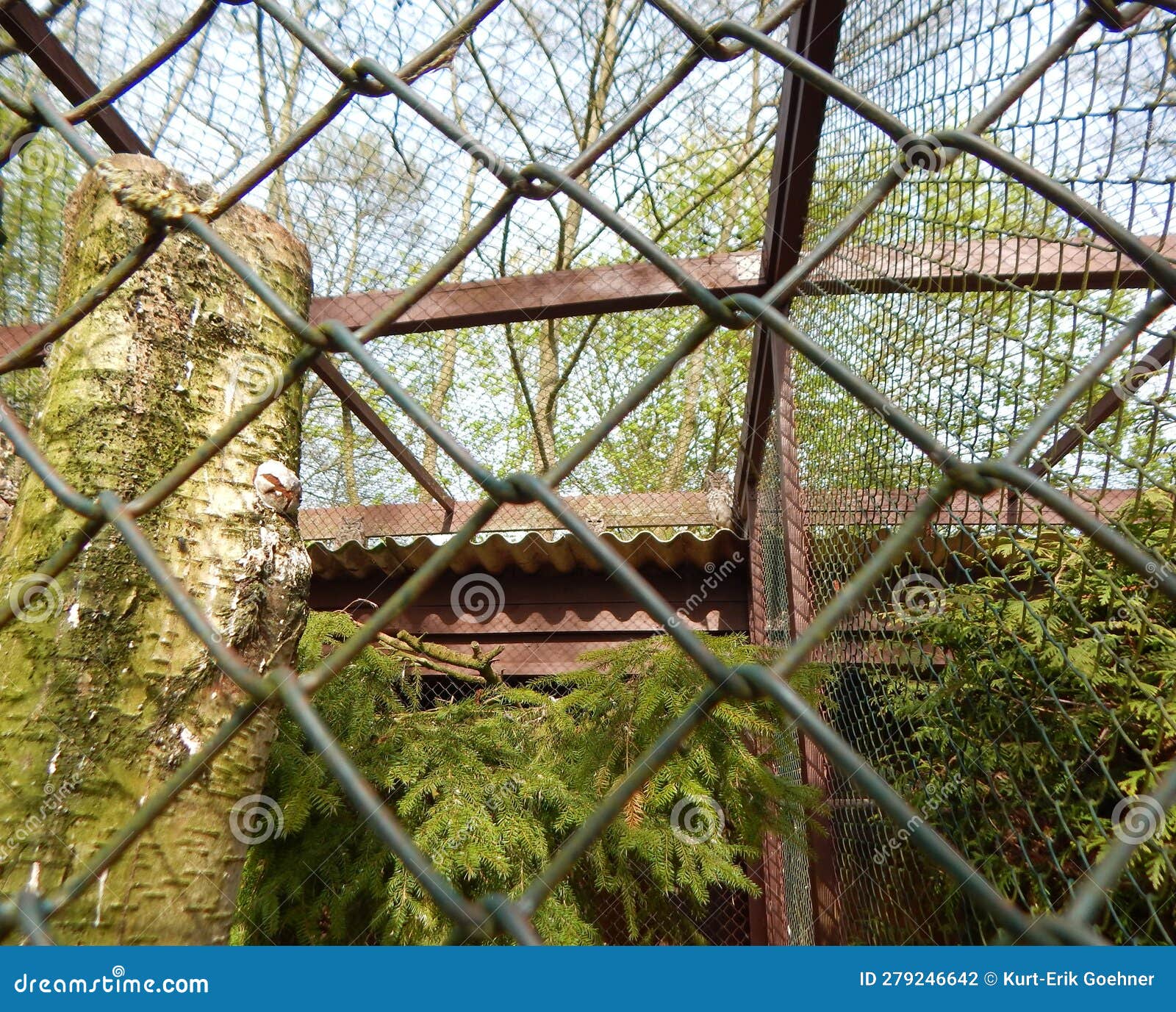 Photos D'oiseaux De Proie Dans Le Parc Des Oiseaux Photo stock - Image ...