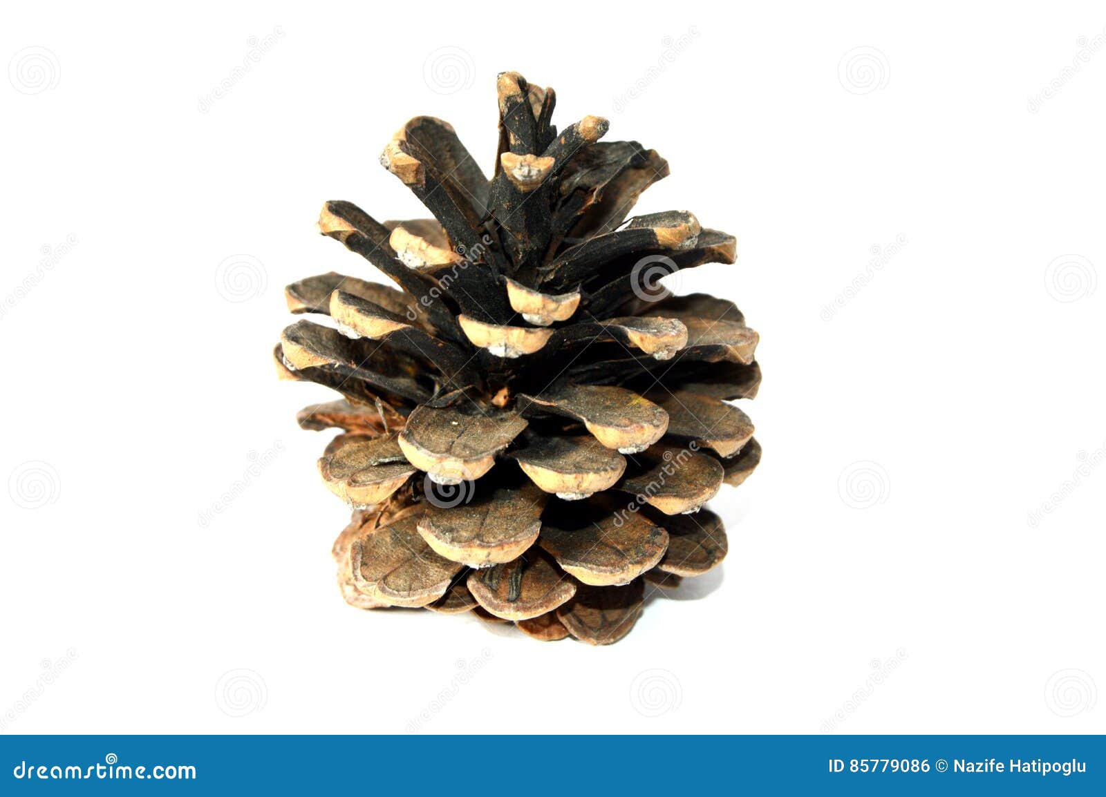 Photos de cône de pins photo stock. Image du vert, nature - 85779086