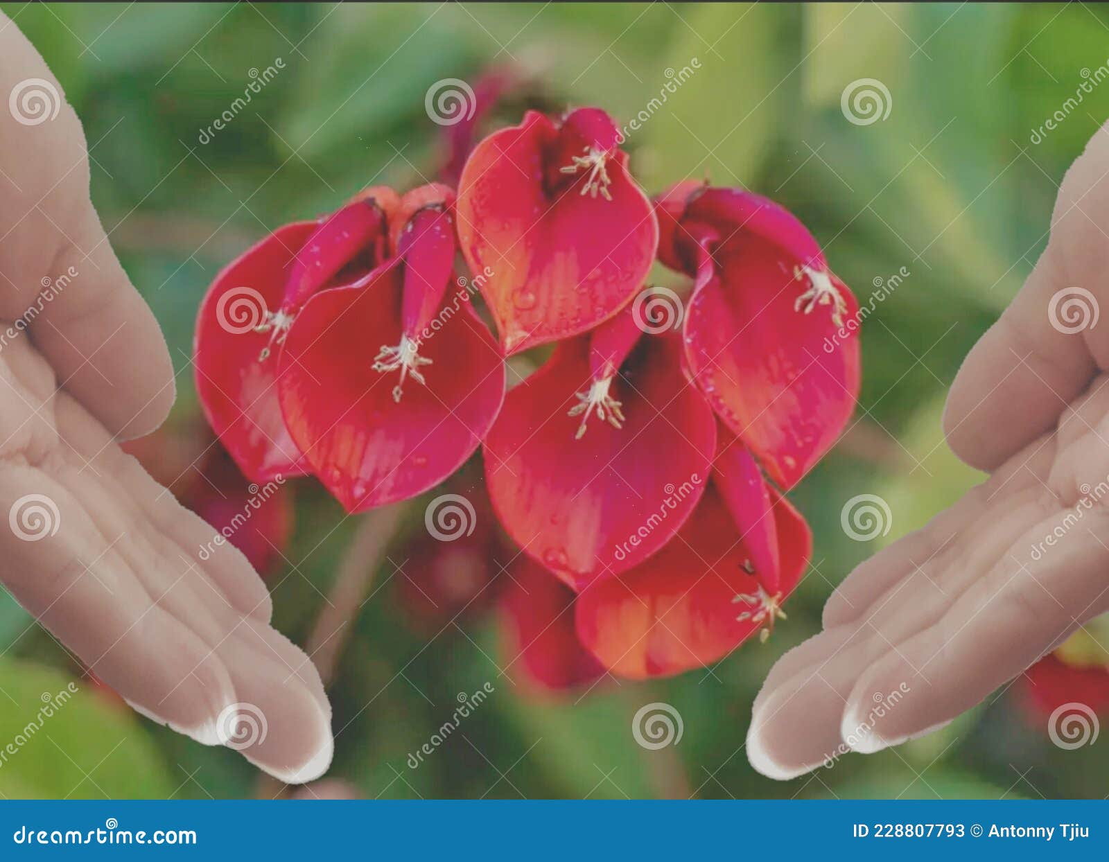 Photos De Doigt Et De Fleur Rouge Image stock - Image du photos, lame ...