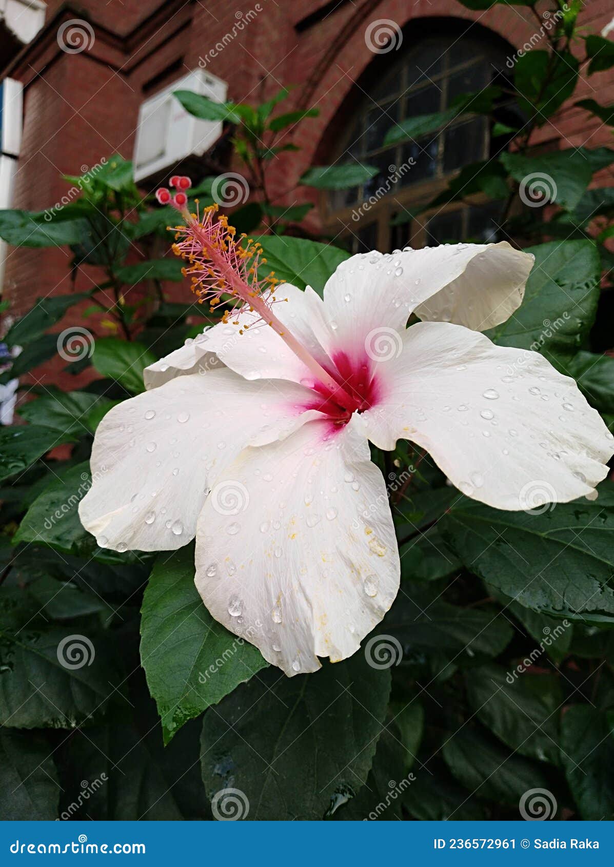 Photos De Fleurs Belle Fleur Plus Belle Fleur Exceptionnelle. Image ...