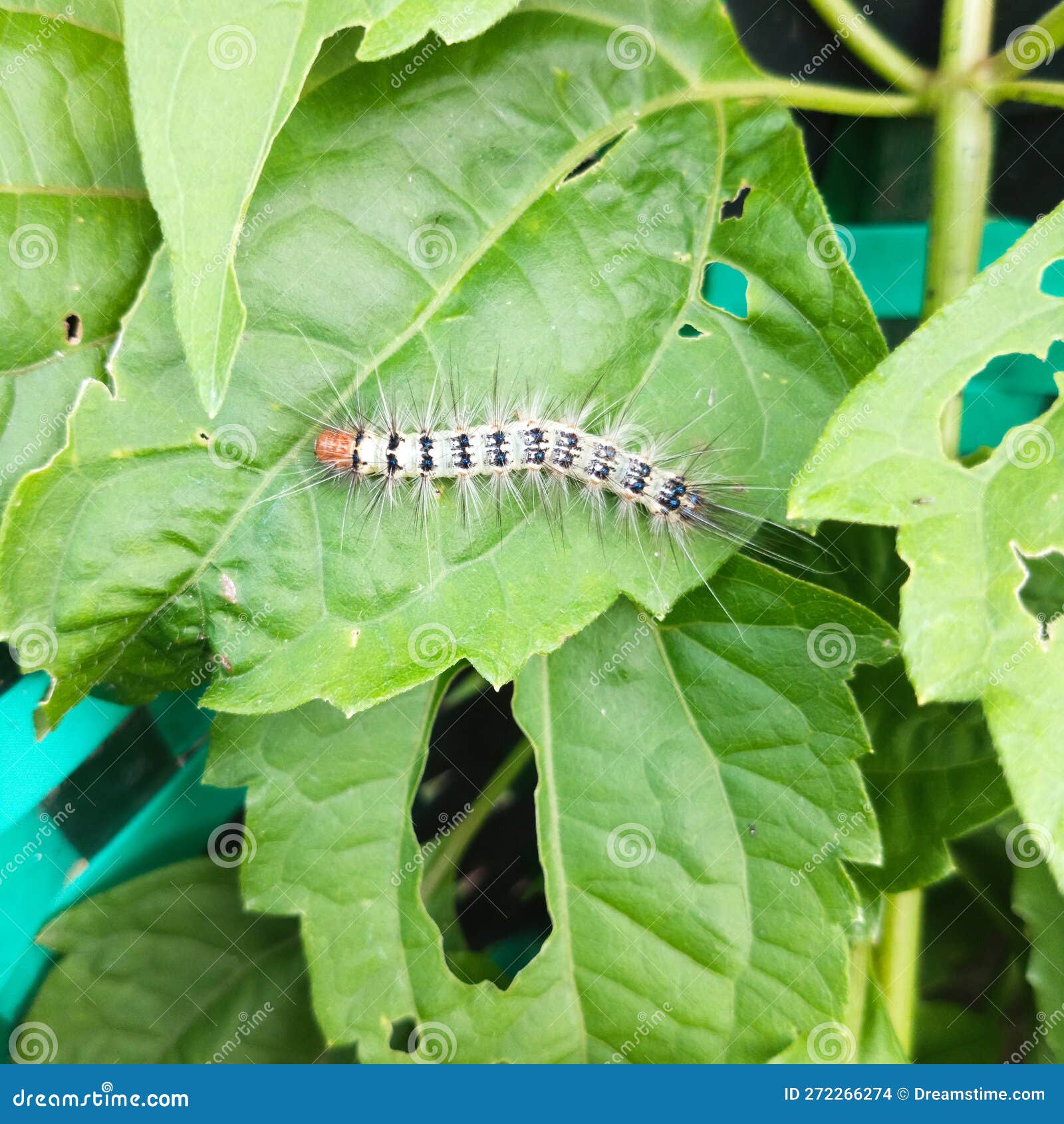 Photos of Fall Webworm Moth Insects Stock Photo - Image of wing ...