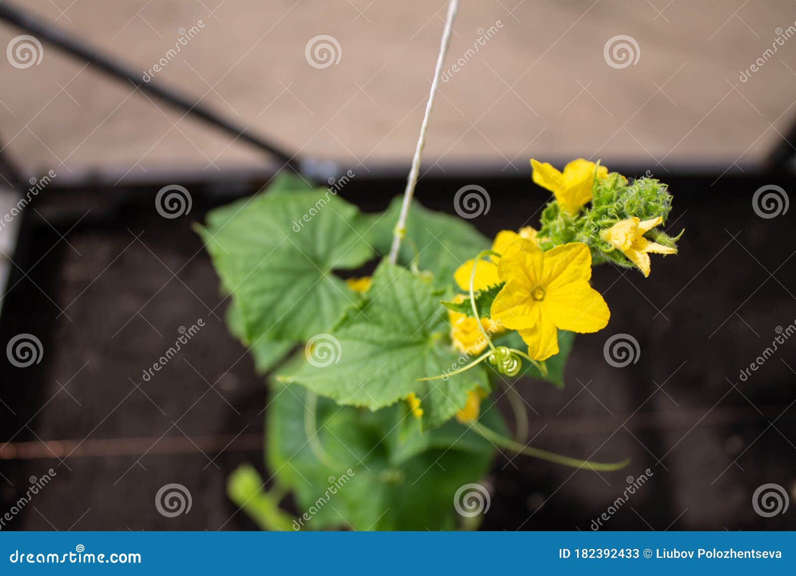 Photos Flowering Cucumber Closeup Spring Stock Image - Image of growth ...