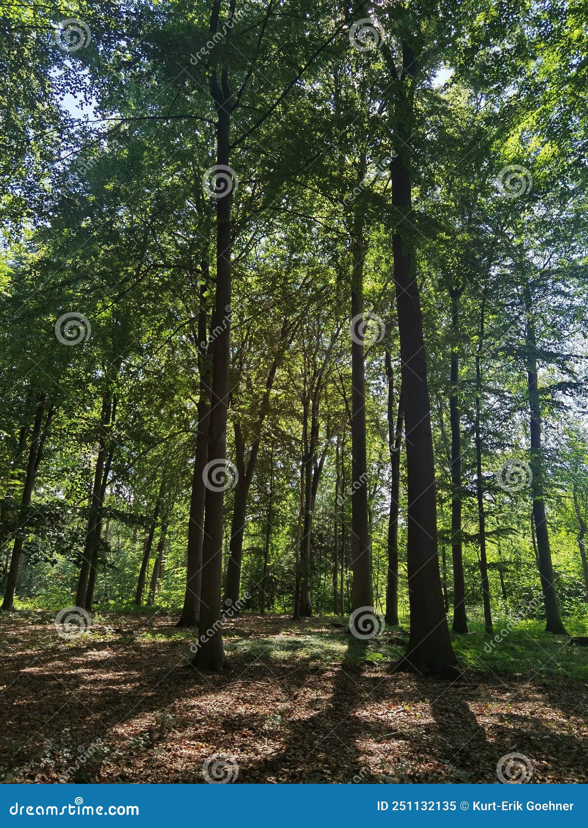 Photos of the Forest in Summer Stock Image - Image of deciduous, tree ...