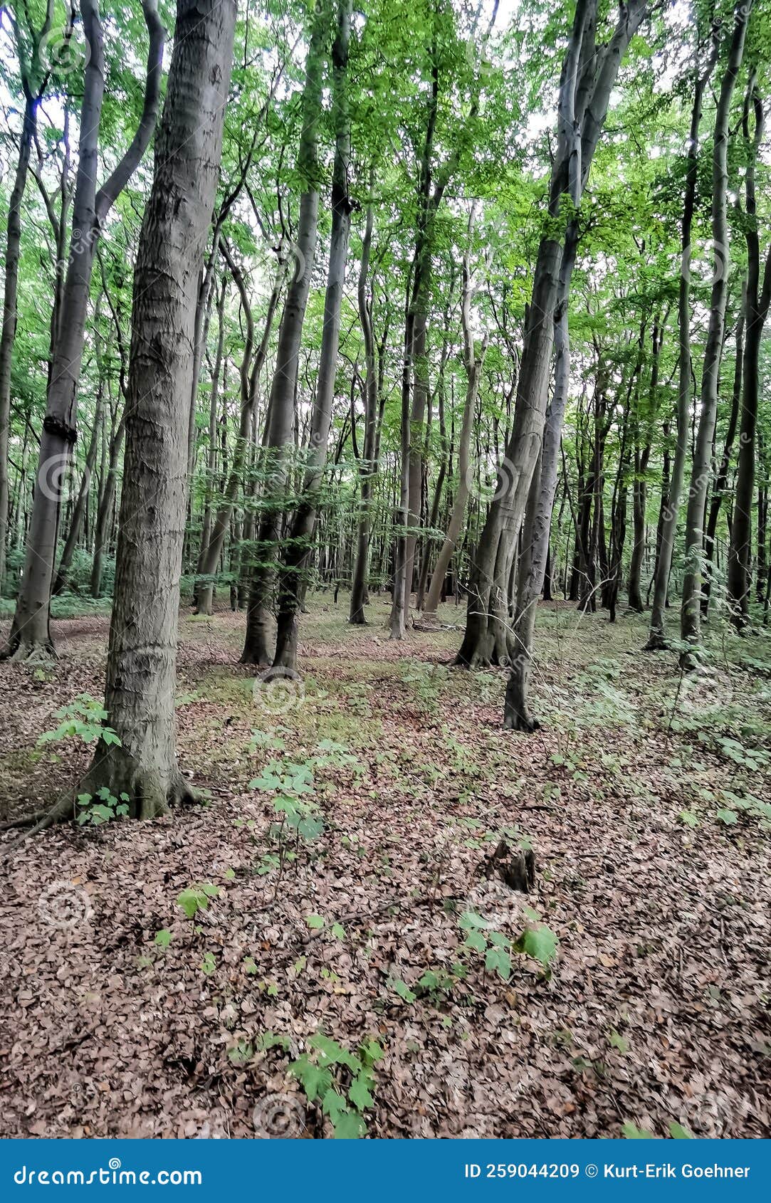 Photos of the Forest in Summer in Germany Stock Image - Image of spruce ...