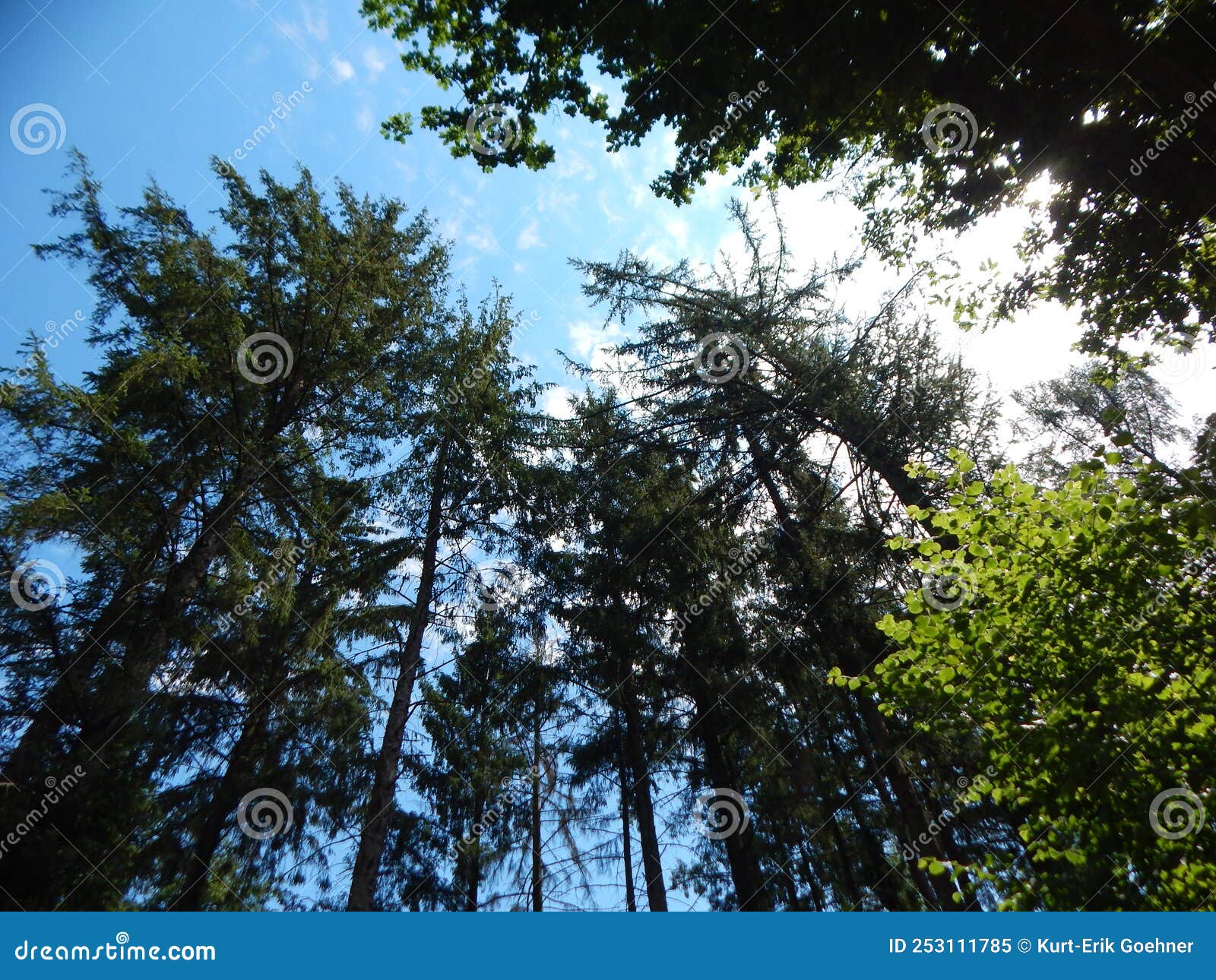 Photos of the Forest in Summer Stock Image - Image of plant, jungle ...