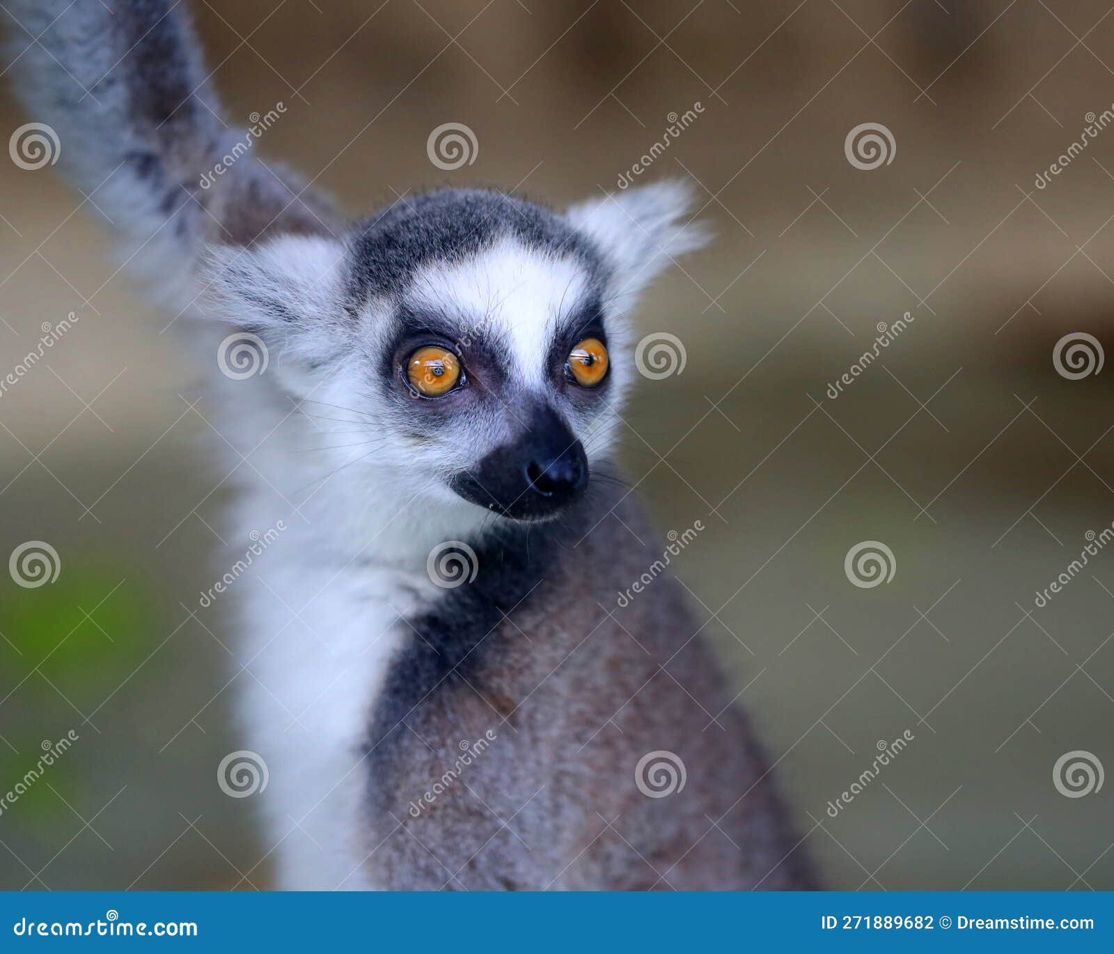 Photos of funny lemurs stock photo. Image of face, beautiful - 271889682