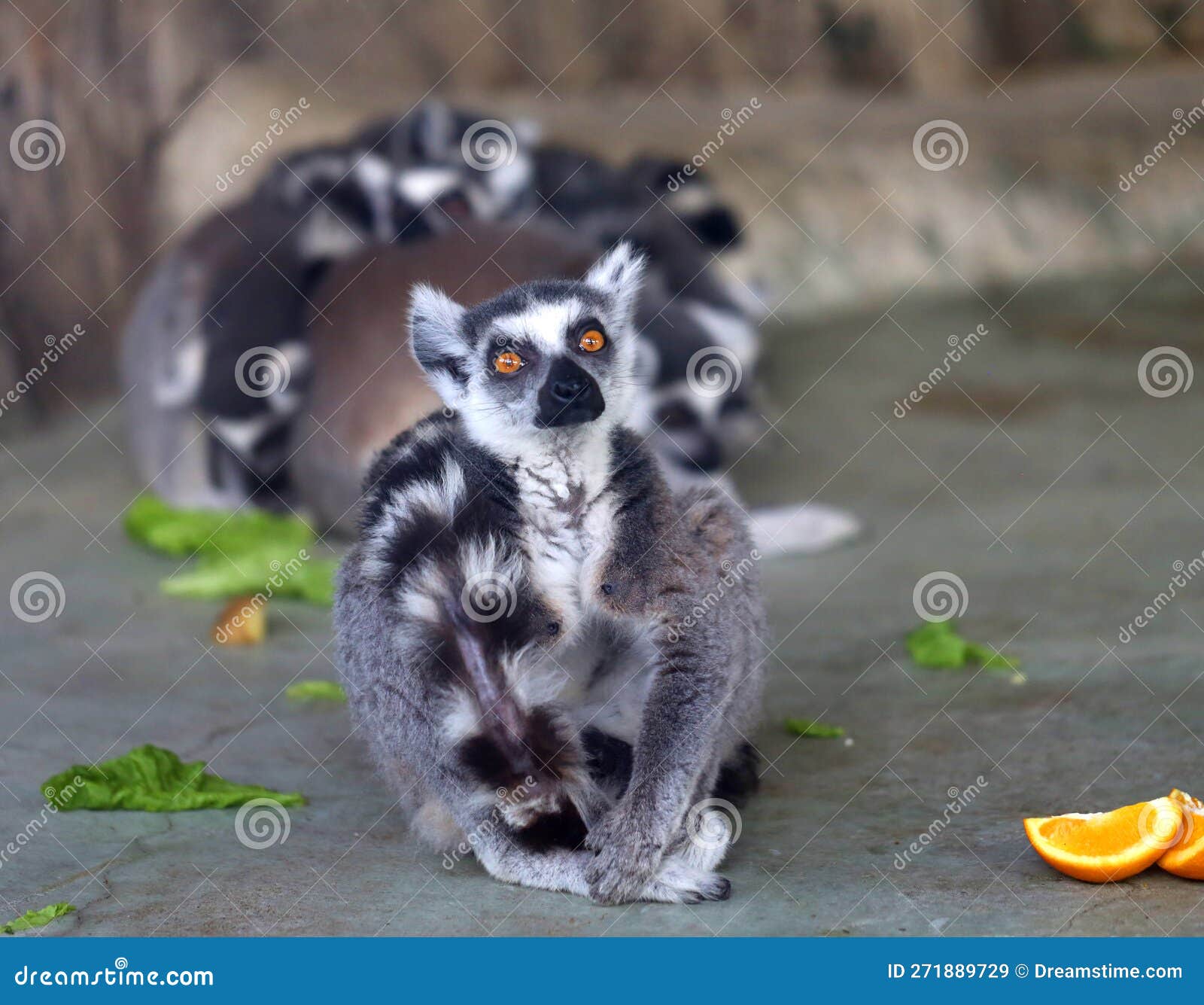 Photos of funny lemurs stock image. Image of face, meadow - 271889729