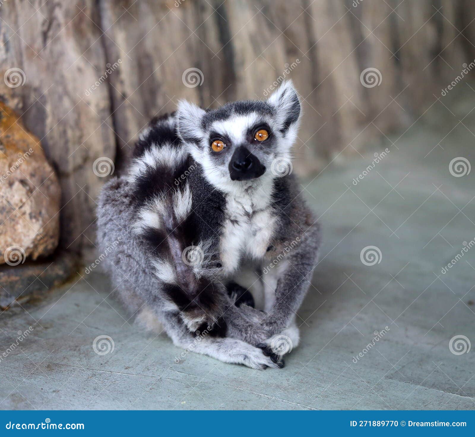 Photos of funny lemurs stock photo. Image of meadow - 271889770