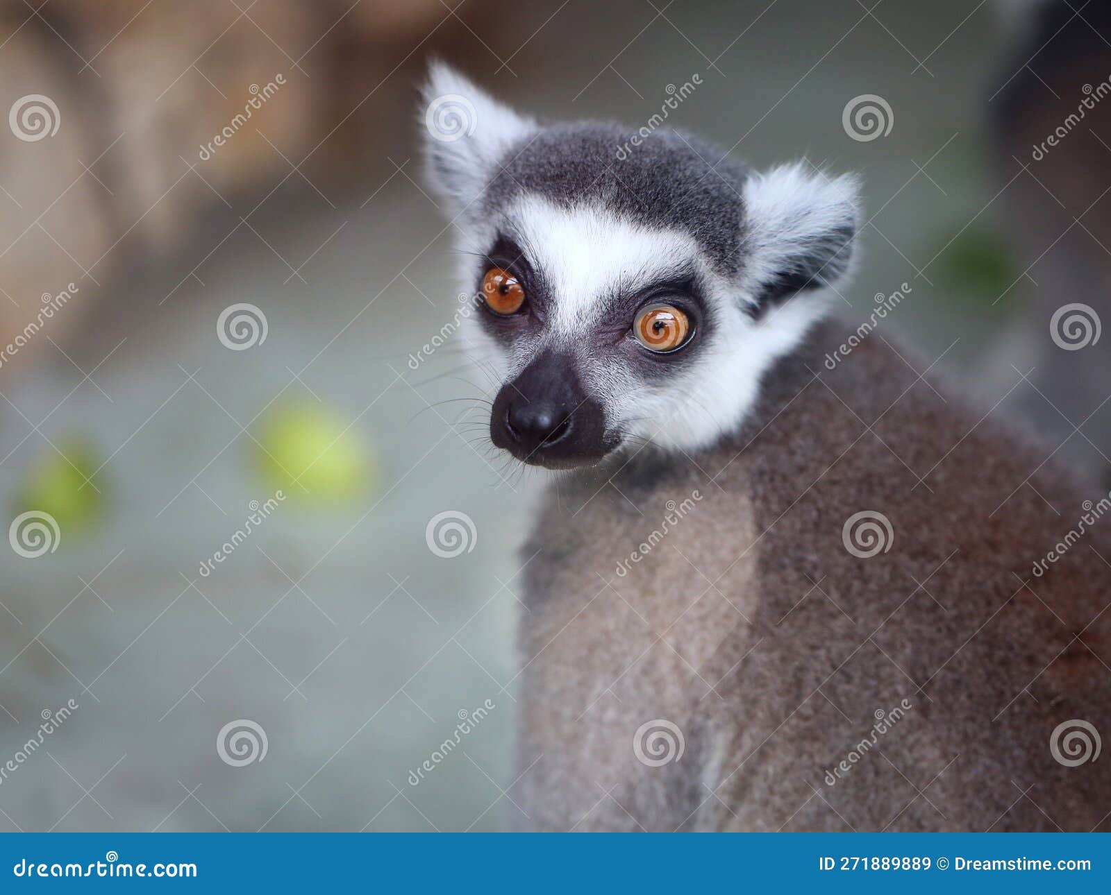Photos of funny lemurs stock image. Image of sitting - 271889889