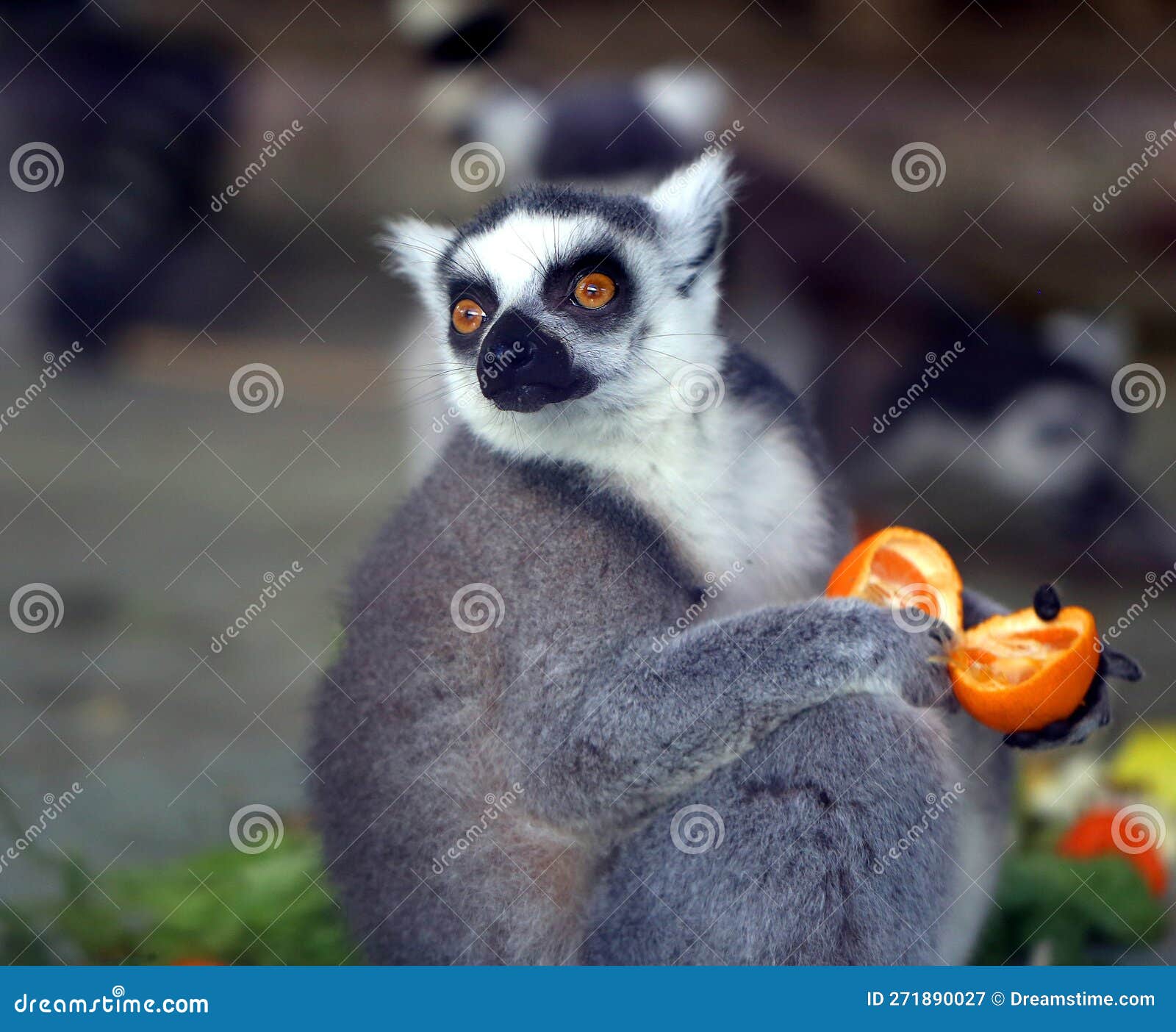 Photos of funny lemurs stock image. Image of cute, field - 271890027