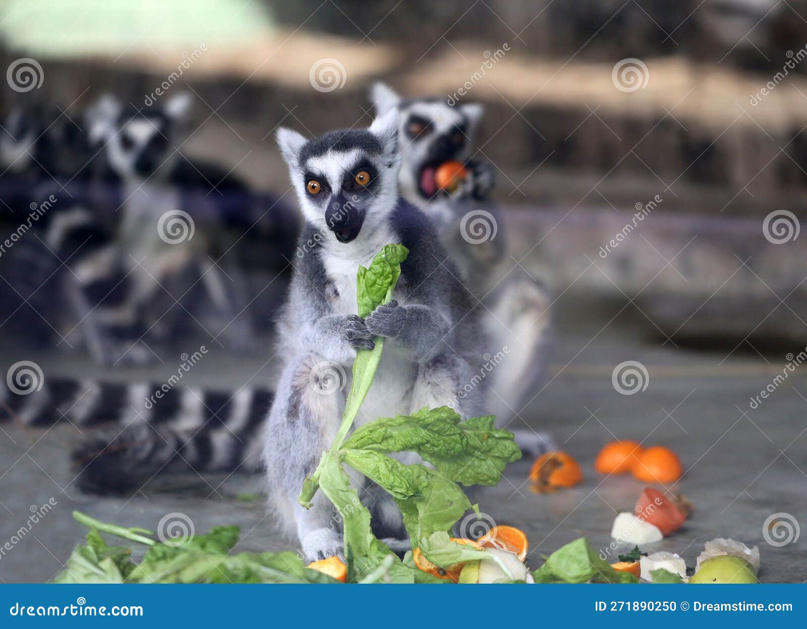 Photos of funny lemurs stock photo. Image of animal - 271890250