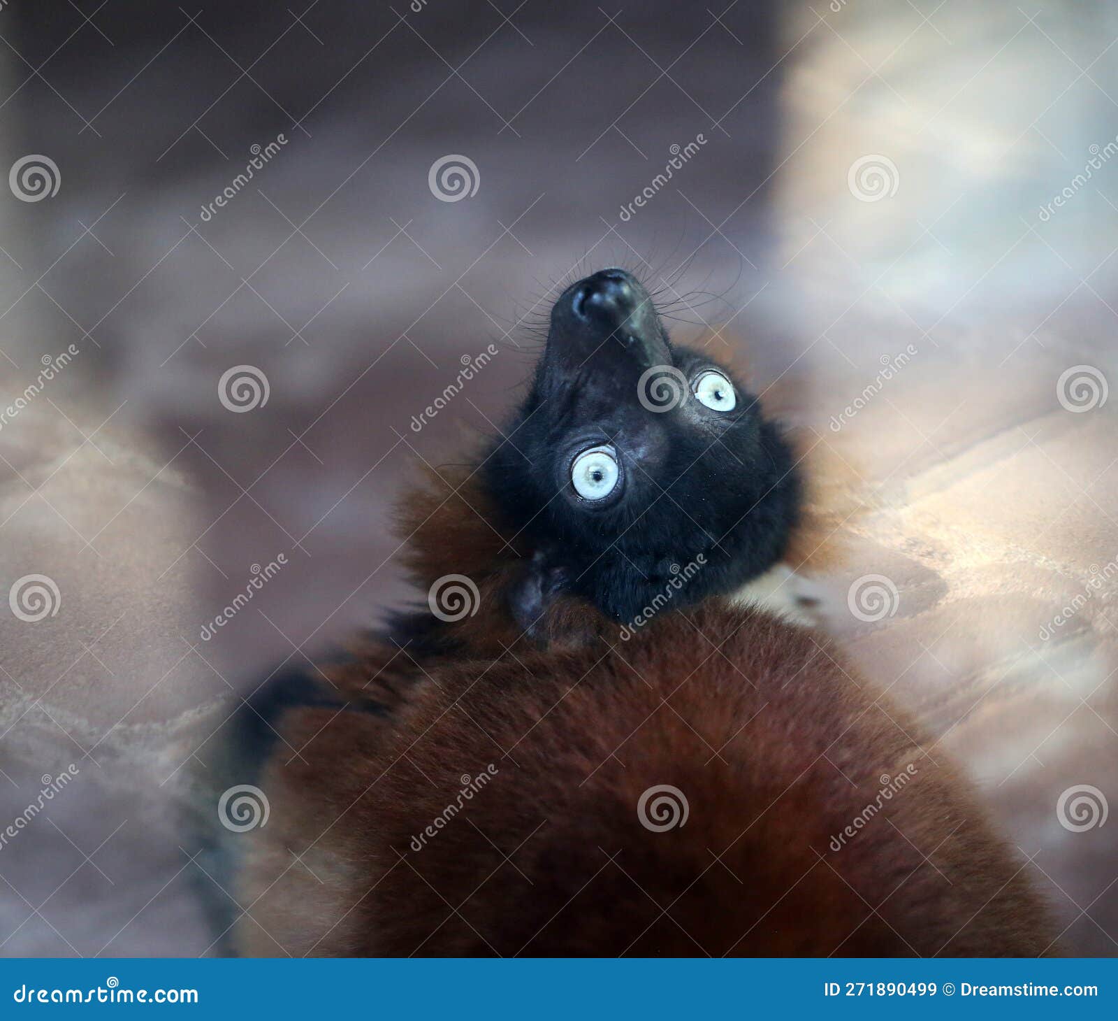 Photos of funny lemurs stock image. Image of wildlife - 271890499