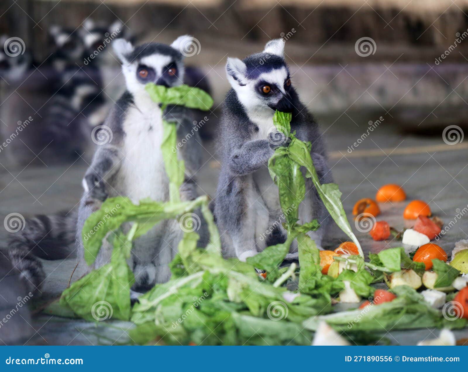 Photos of funny lemurs stock photo. Image of conservation - 271890556