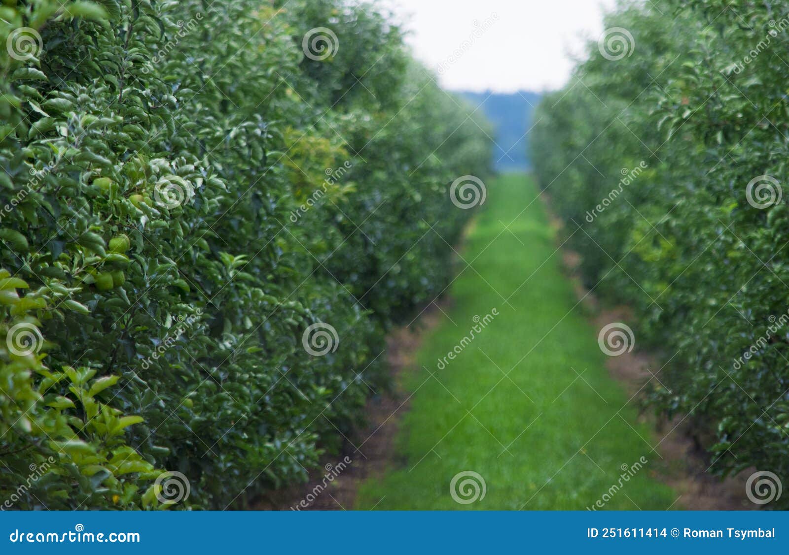 Photos of a Green Orchard with Apples Stock Photo - Image of produce ...