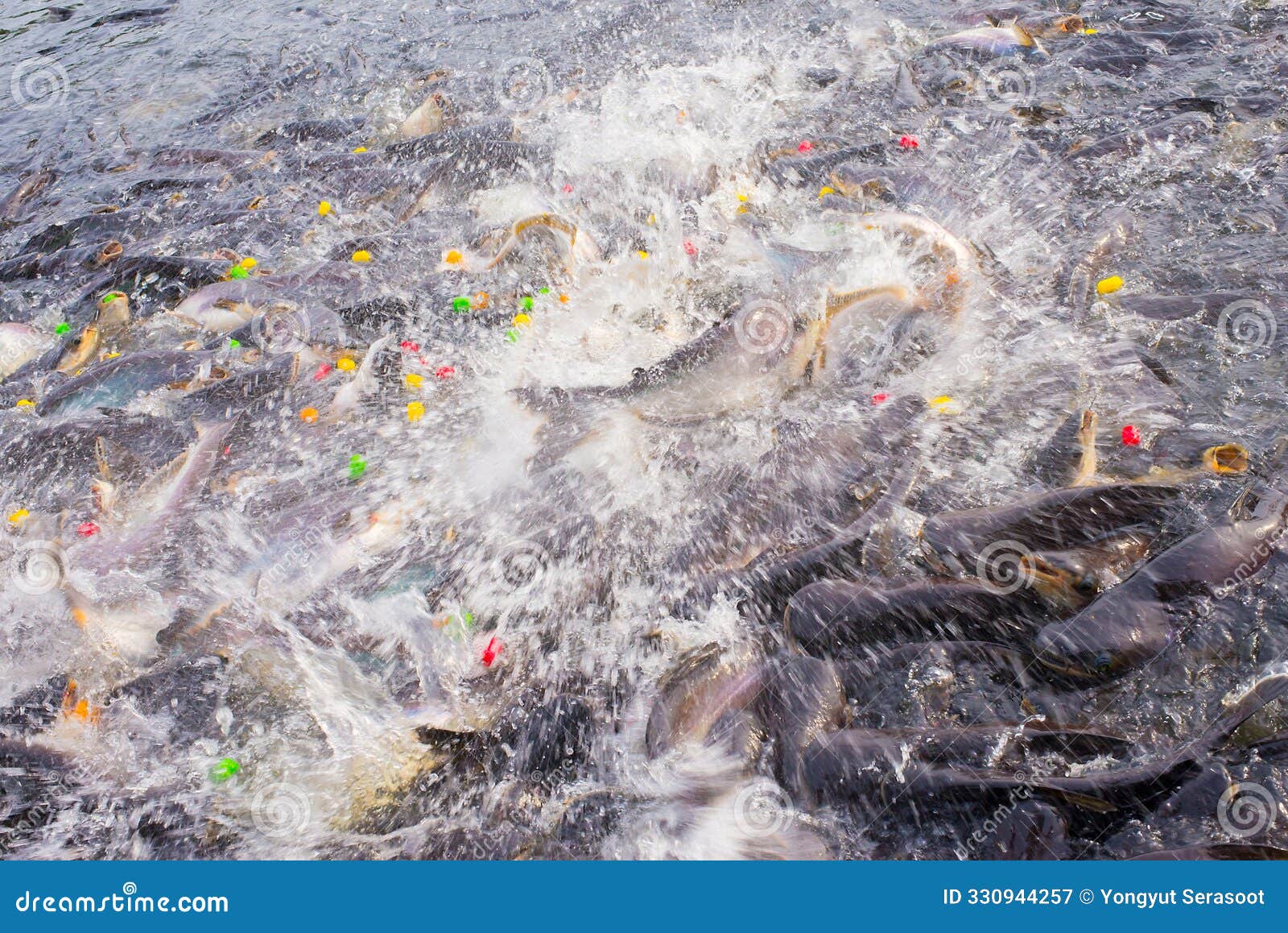Photos of a Group of Fish Fighting Over Food Stock Image - Image of ...