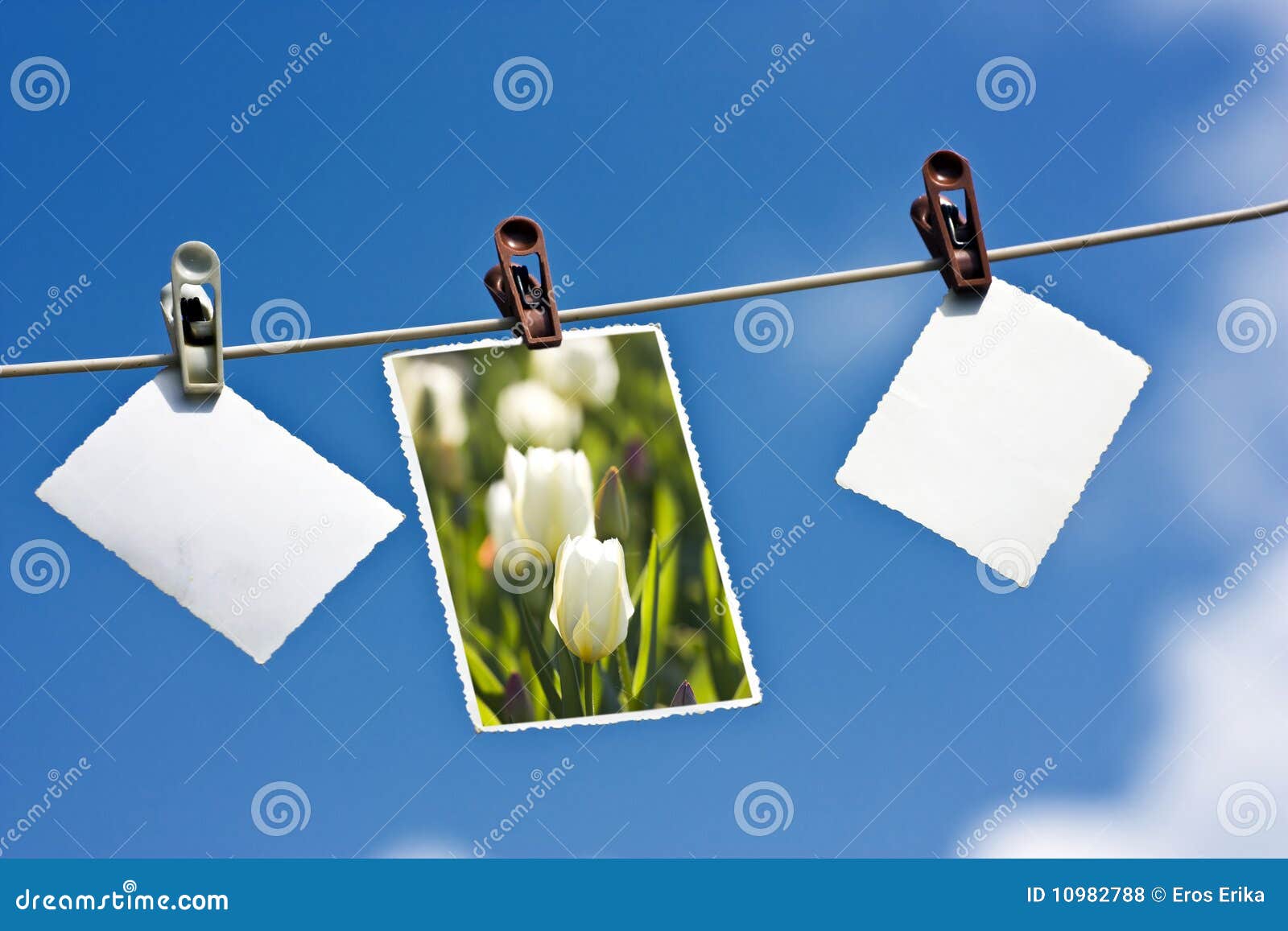 Photos hanging on a rope stock photo. Image of nature - 10982788