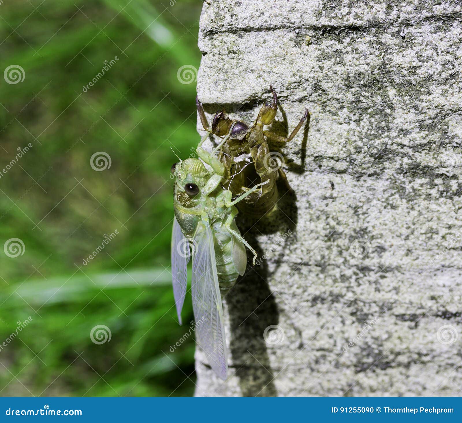 Photos of Insects Moulting on Rocks Stock Photo - Image of birth ...