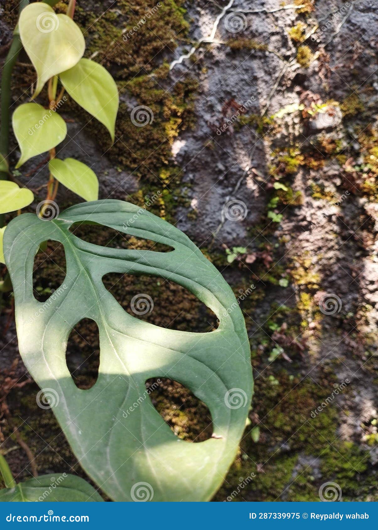 Photos of Leaves that are so Green that they Look Fresh Stock Image ...