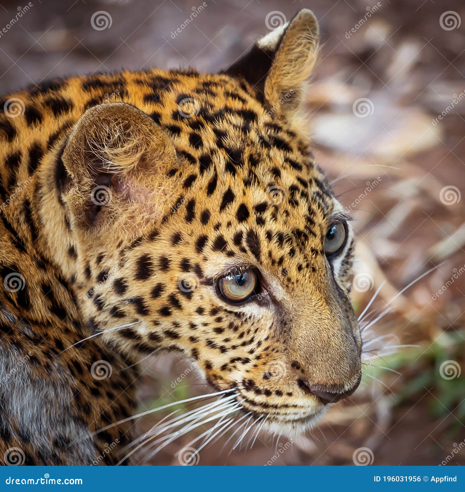 Photos of Leopard Naturally Stock Photo - Image of jungle, africa ...