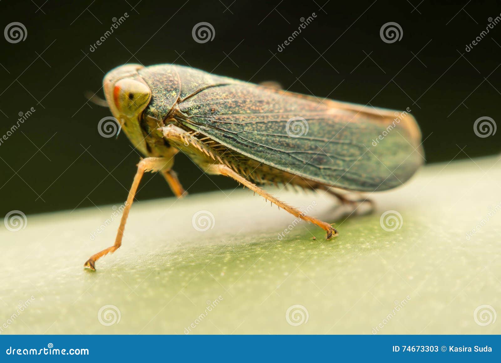 Photos macro cicada green. stock image. Image of hemiptera - 74673303