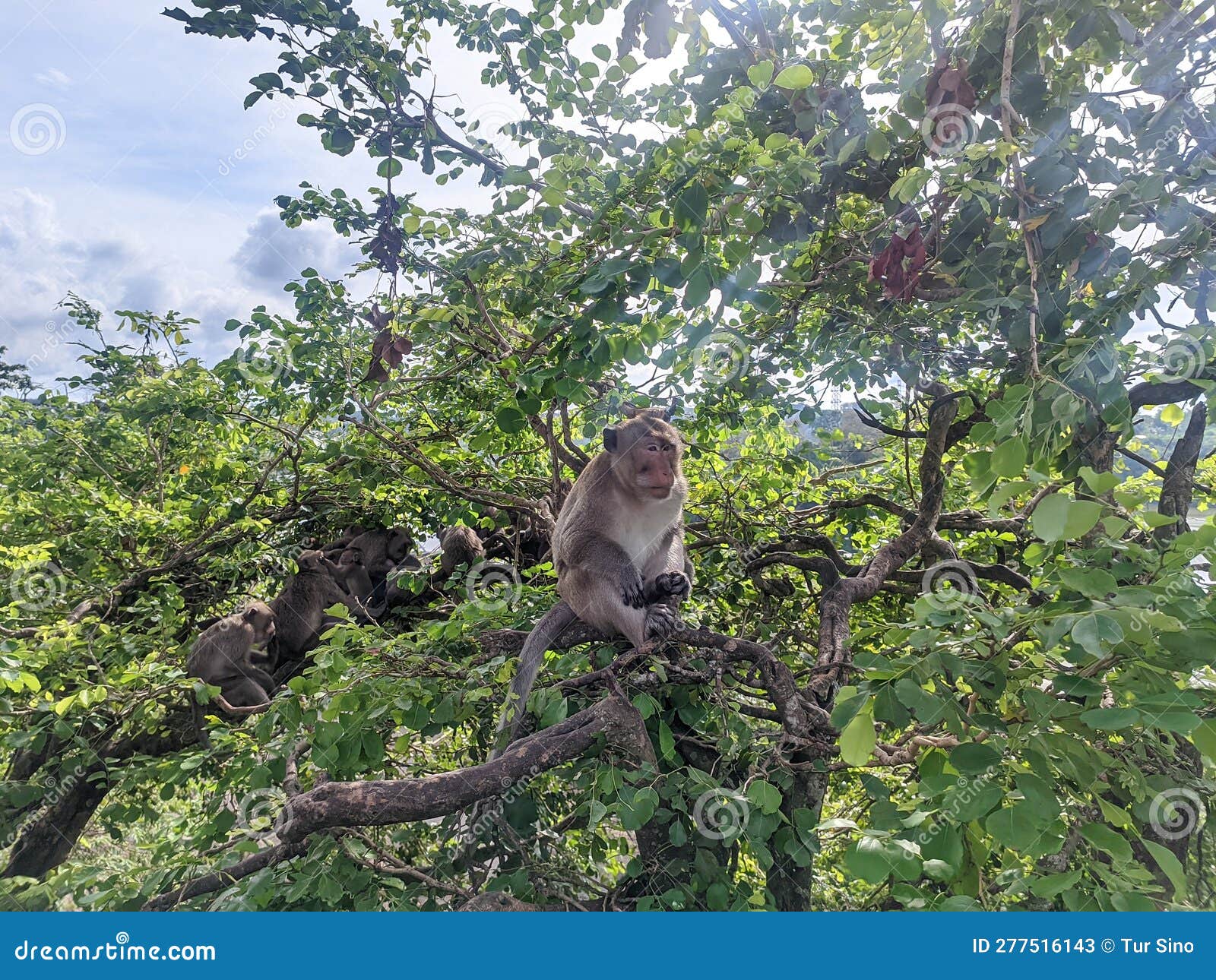 Photos, Monkeys in the Free and Trees Stock Image - Image of animal ...