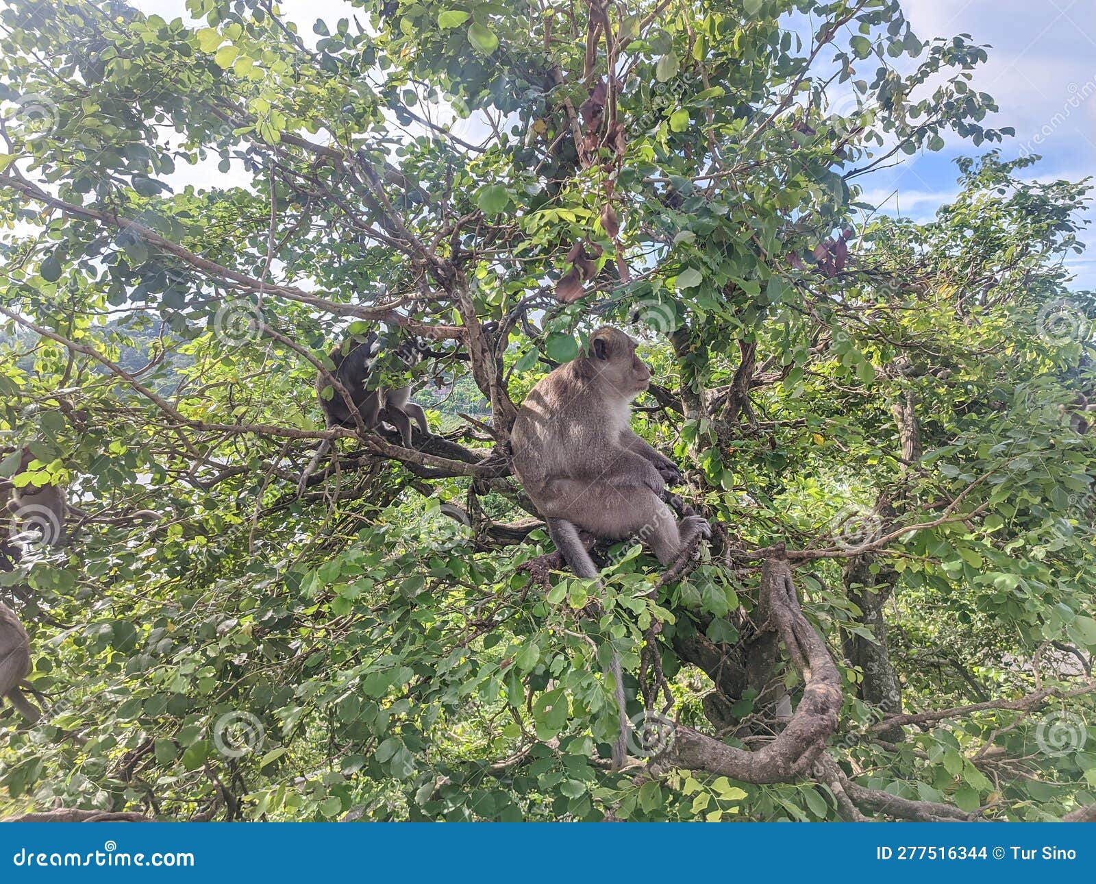 Photos, Monkeys in the Free and Trees Stock Photo - Image of trees ...