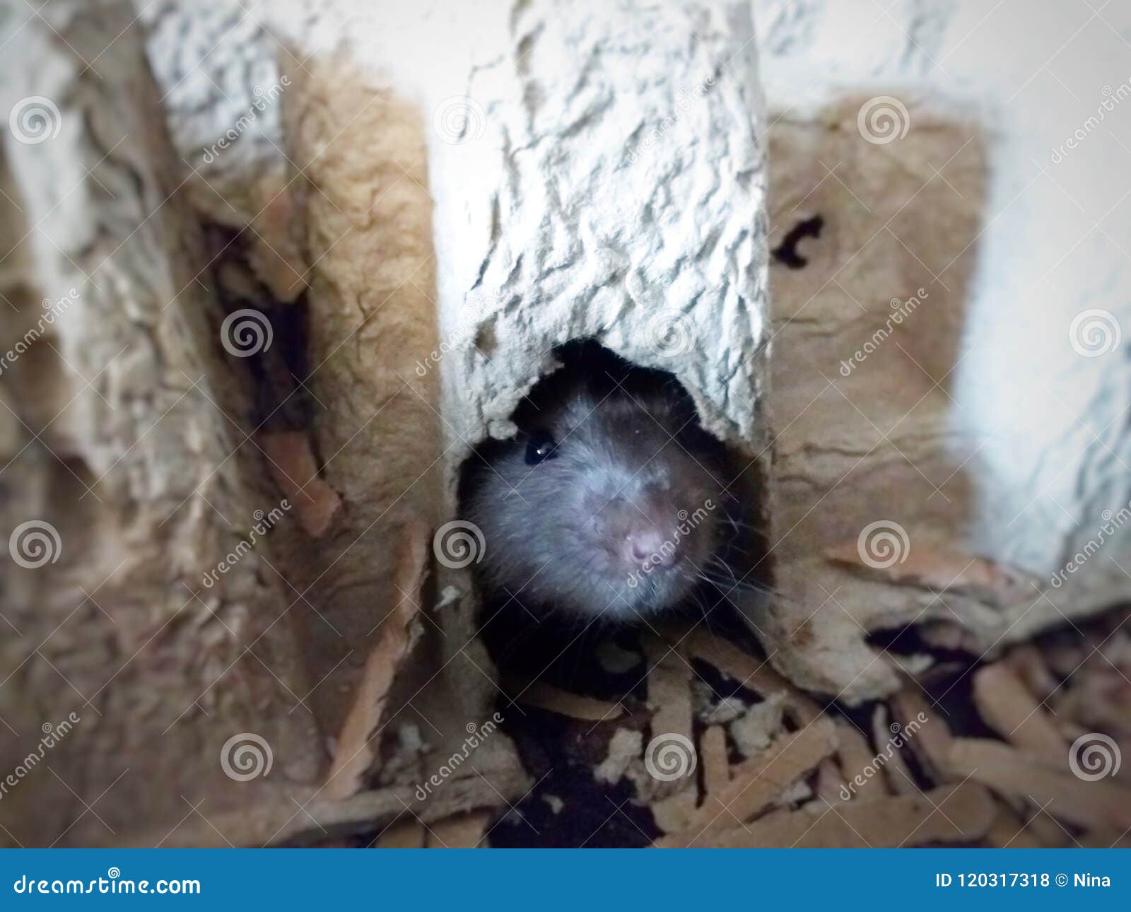 Pet rats stock photo. Image of rats, cute, tame - 120317318