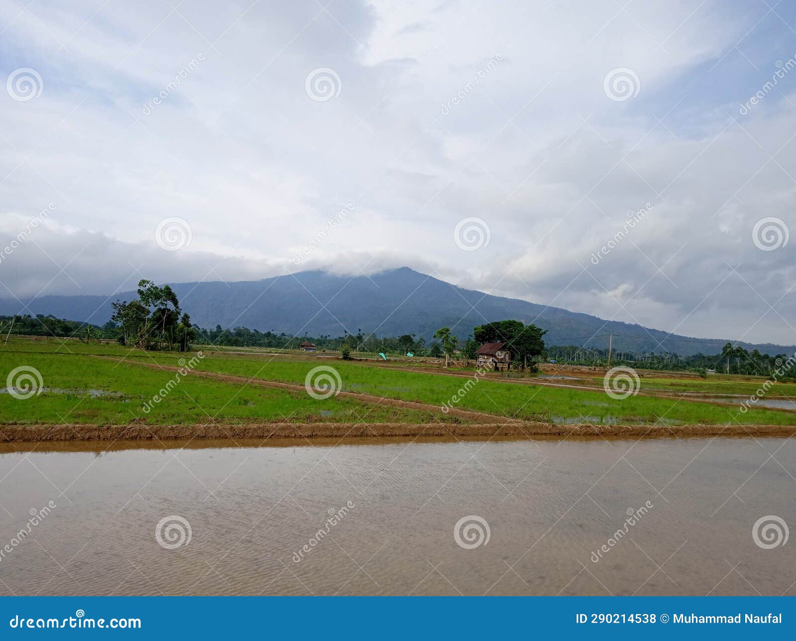 View of the Fish Pond, Rice Fields with a Mountain Background Stock ...