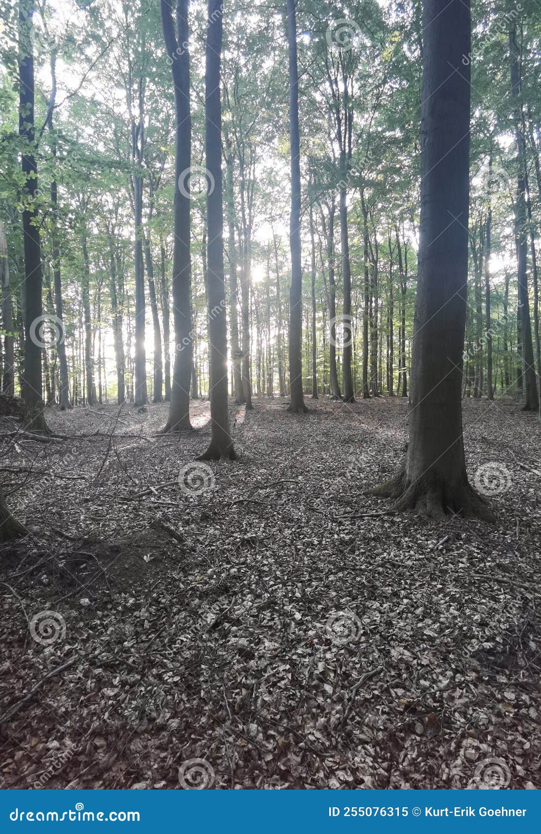 Photos of Nature in Northern Germany Stock Image - Image of autumn ...